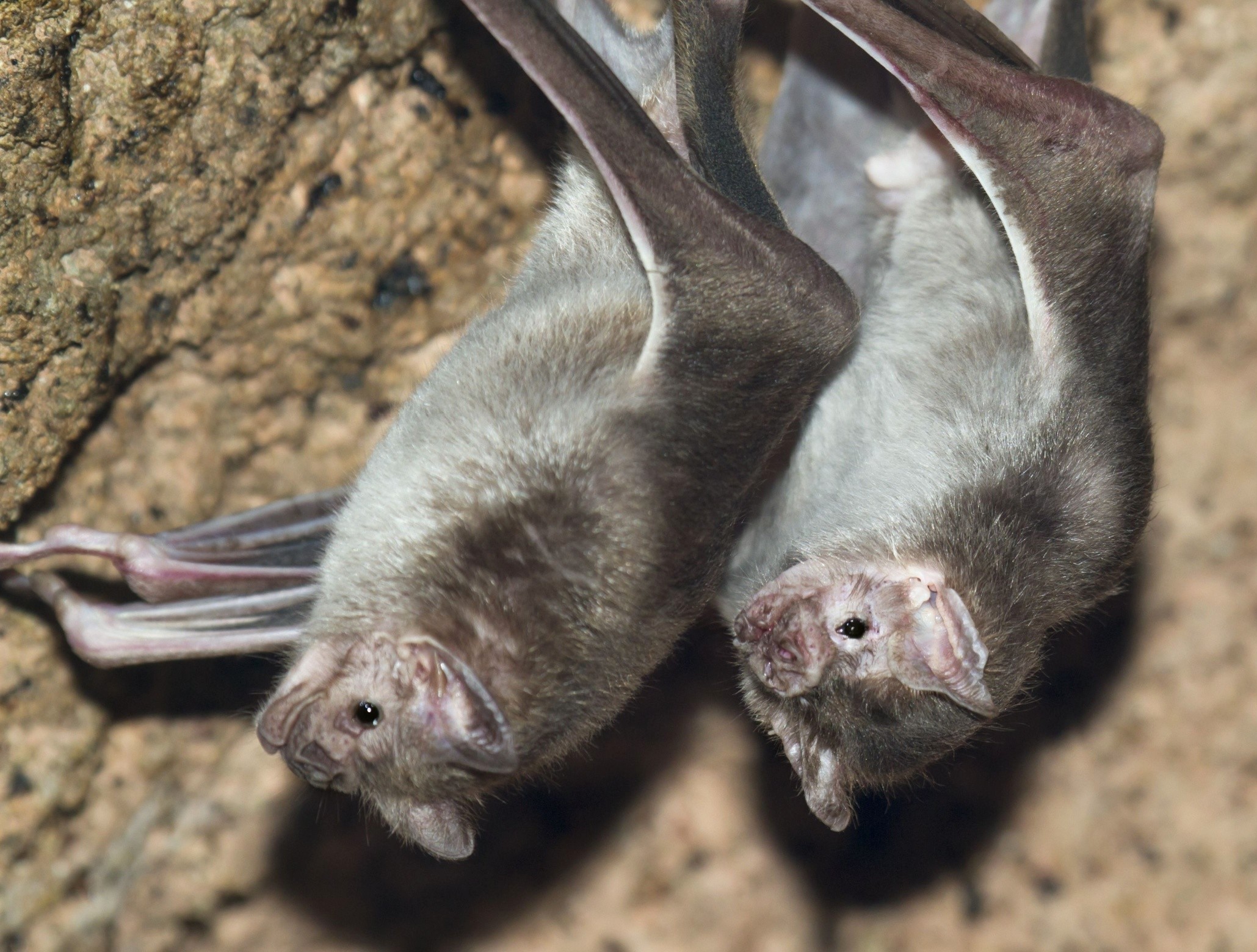 Spectral bats lead social lives with hugs, play, and food sharing ...