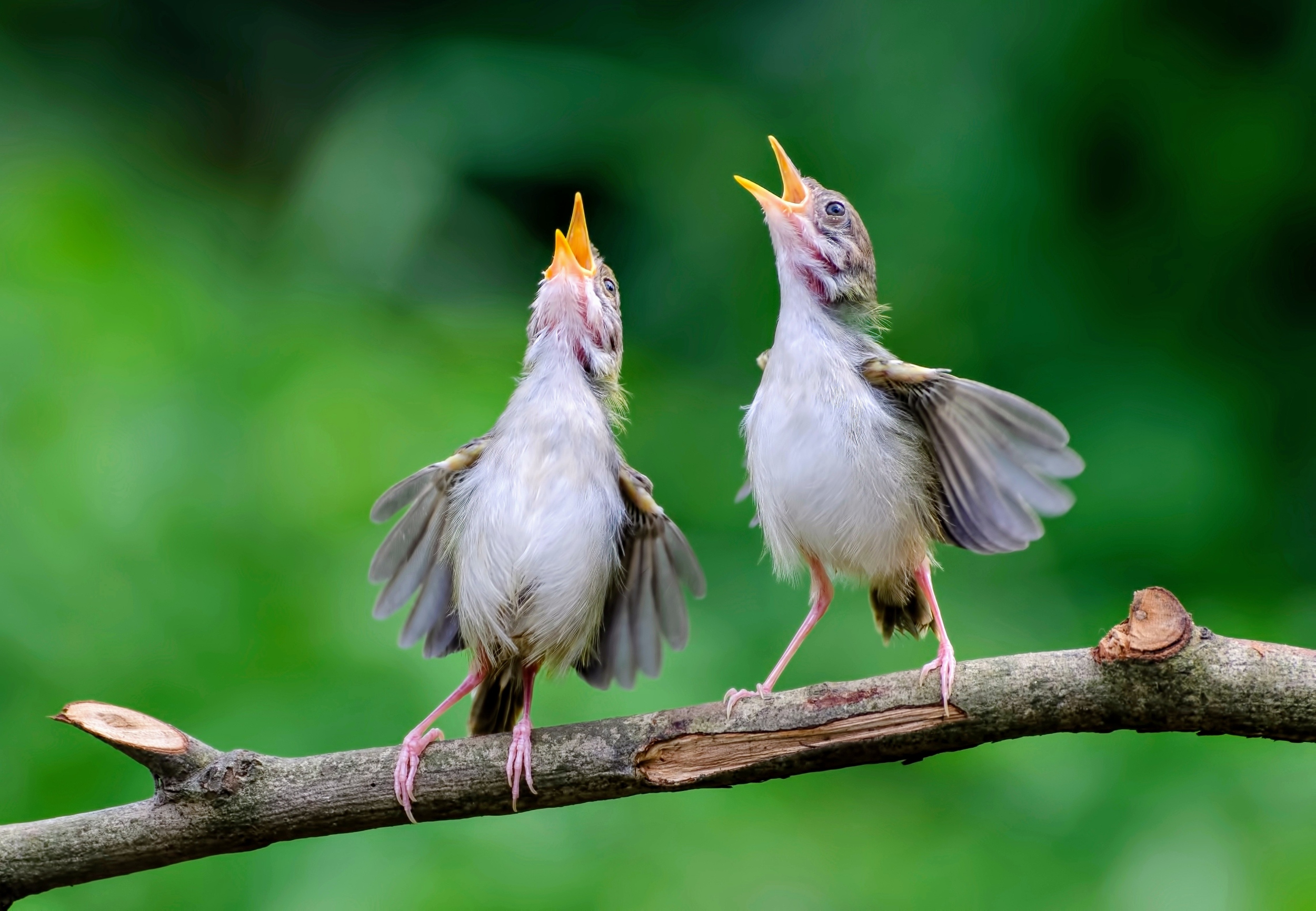 Light pollution makes birds around the world sing longer each day ...