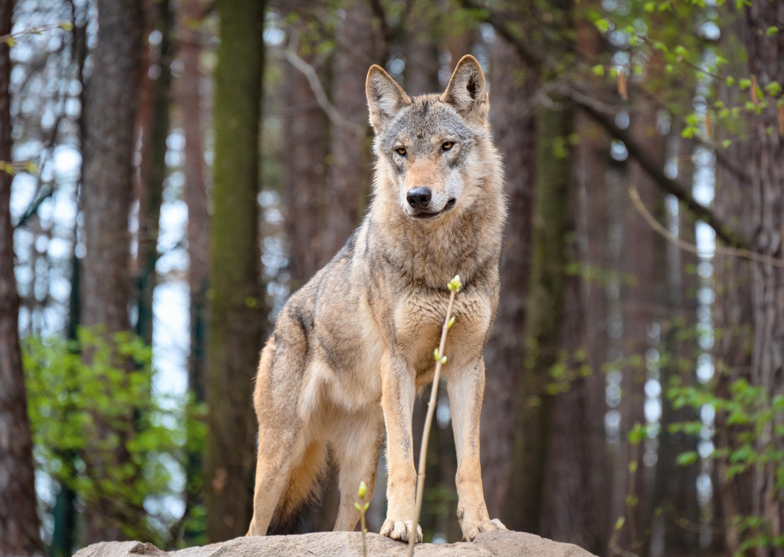 Hunting wolves to protect livestock: Does it really work? - Earth.com