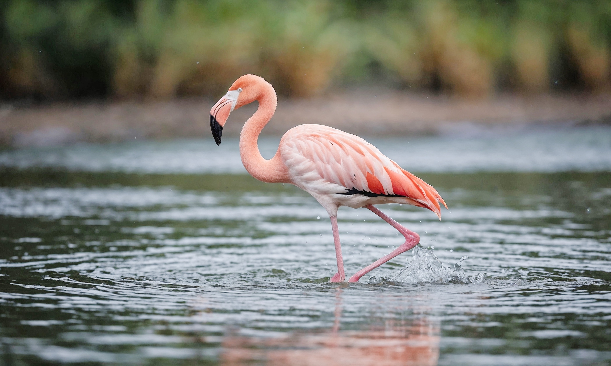 What flamingos can teach us about the mysteries of aging - Earth.com