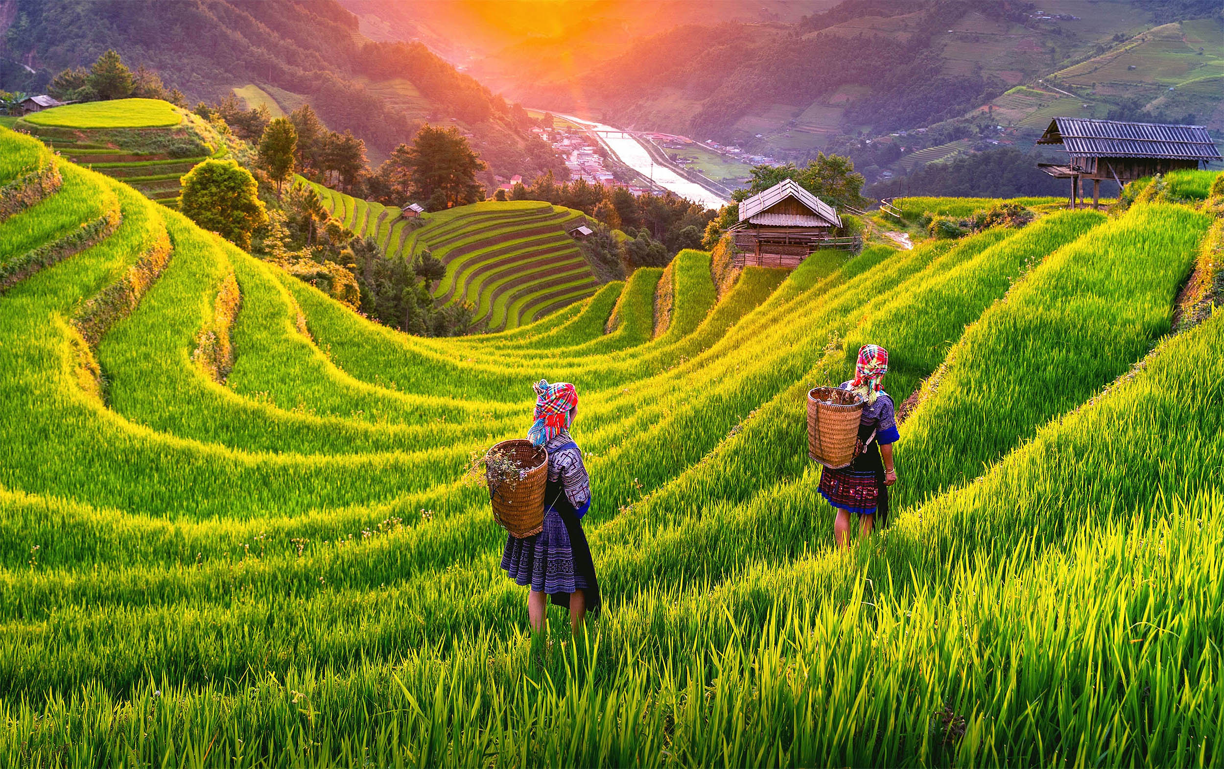 Study warns a very deadly poison accumulating in global rice fields ...