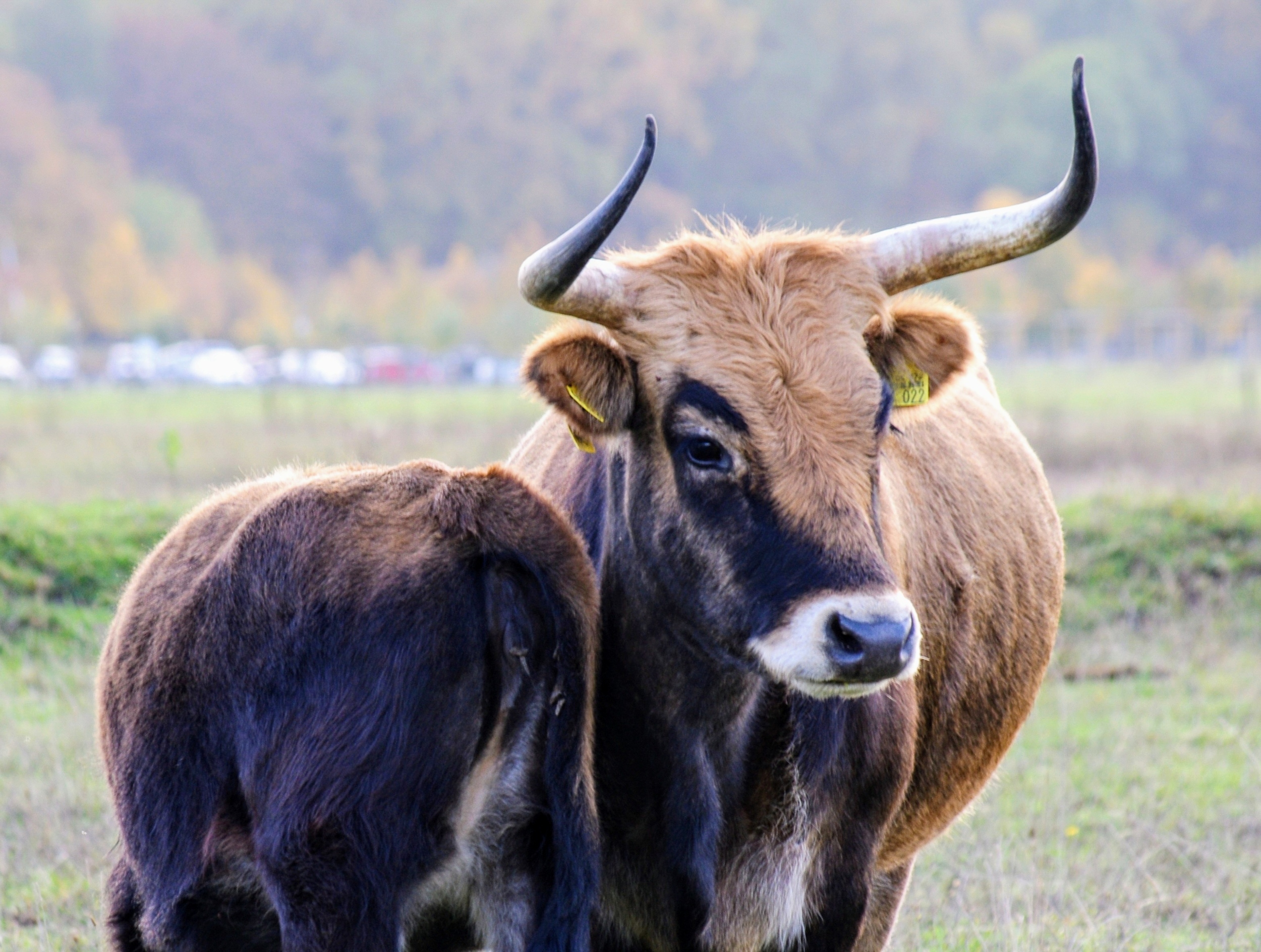Tauros Cattle Size