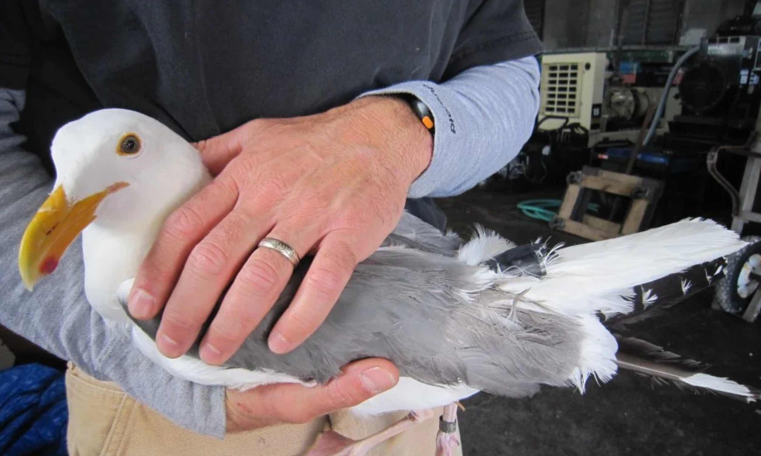 Seagull travels 80 miles in a garbage truck, twice in three days ...