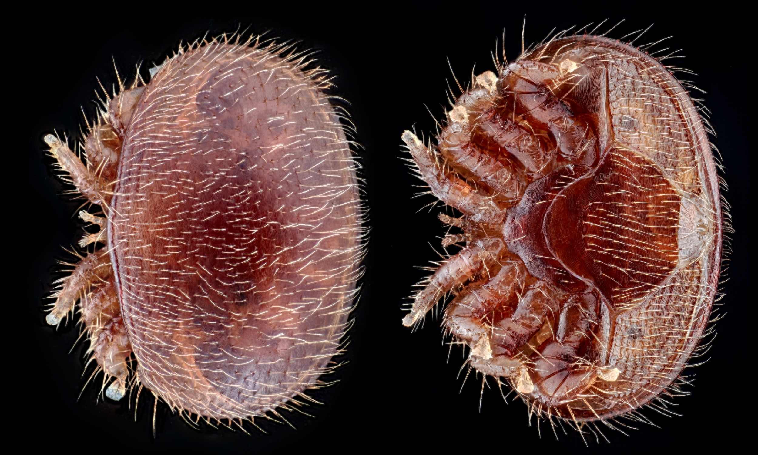 Parasite identified that's driving bees "into a death spiral" - Earth.com