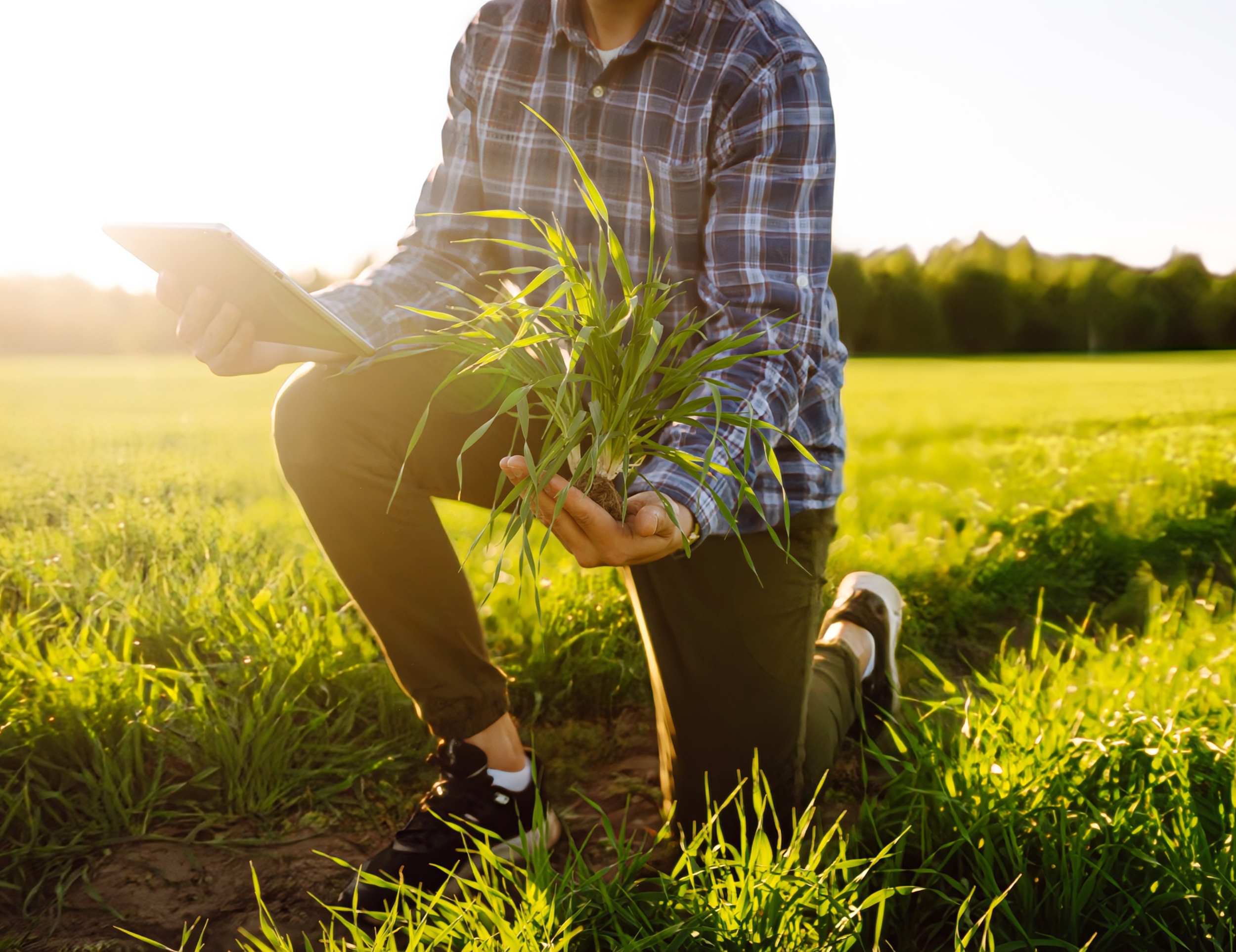 Gene-edited wheat turns soil microbes into fertilizer - Earth.com