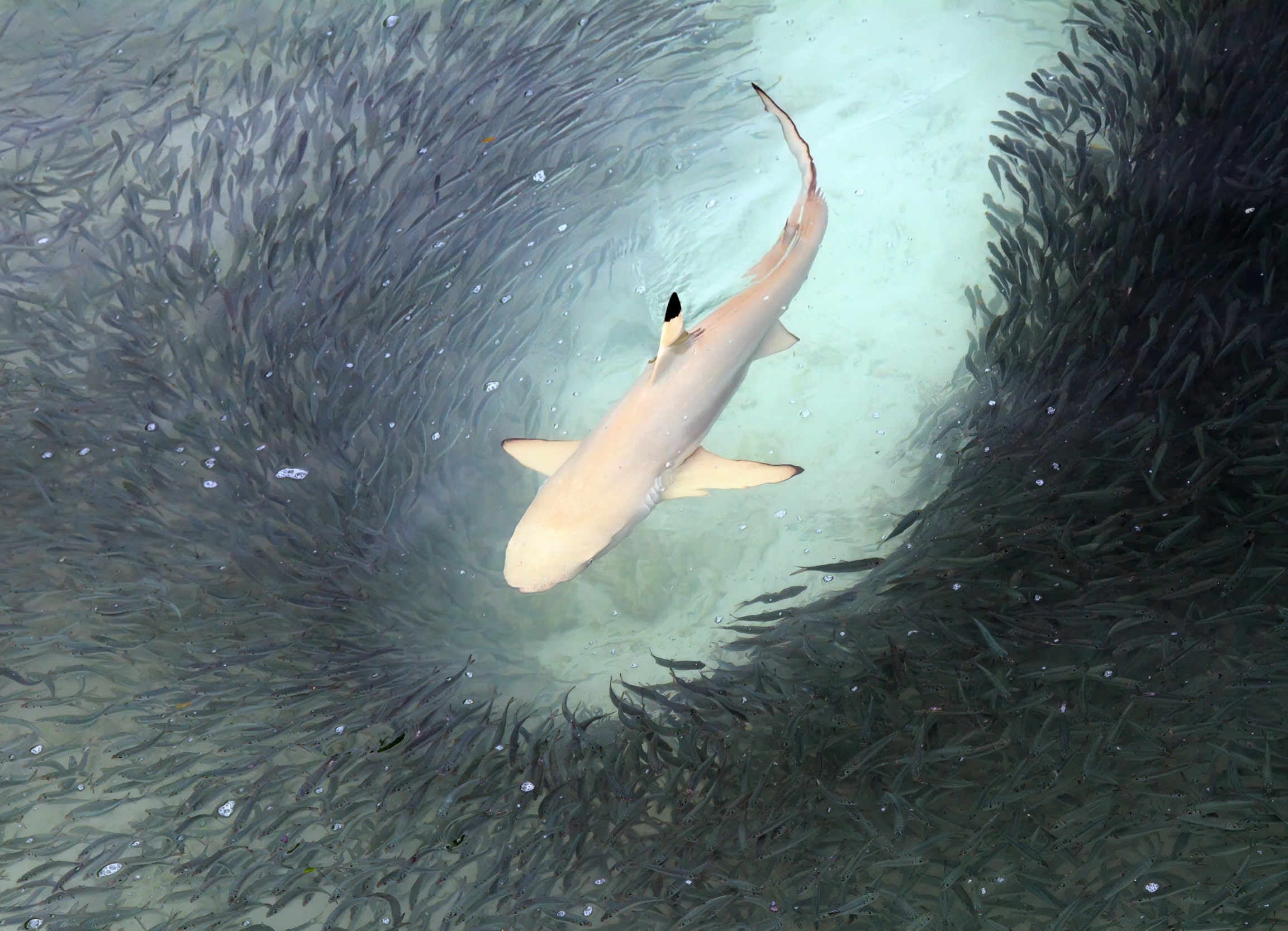 Shark teeth may weaken as oceans become more acidic - Earth.com