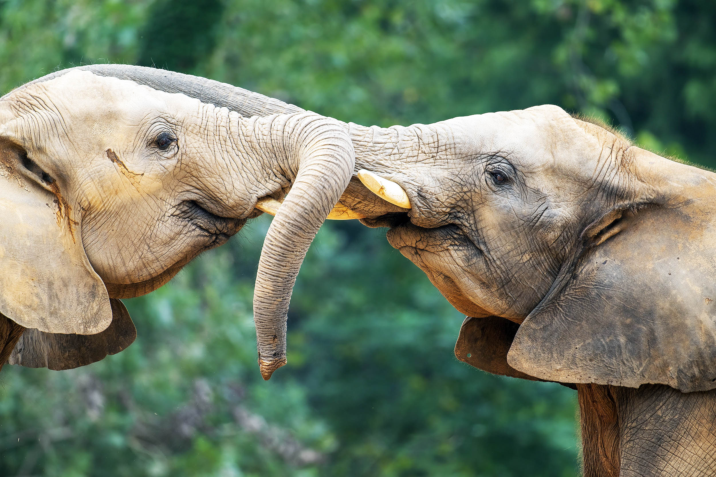 Elephants "talk" in a way previously thought to be uniquely human ...