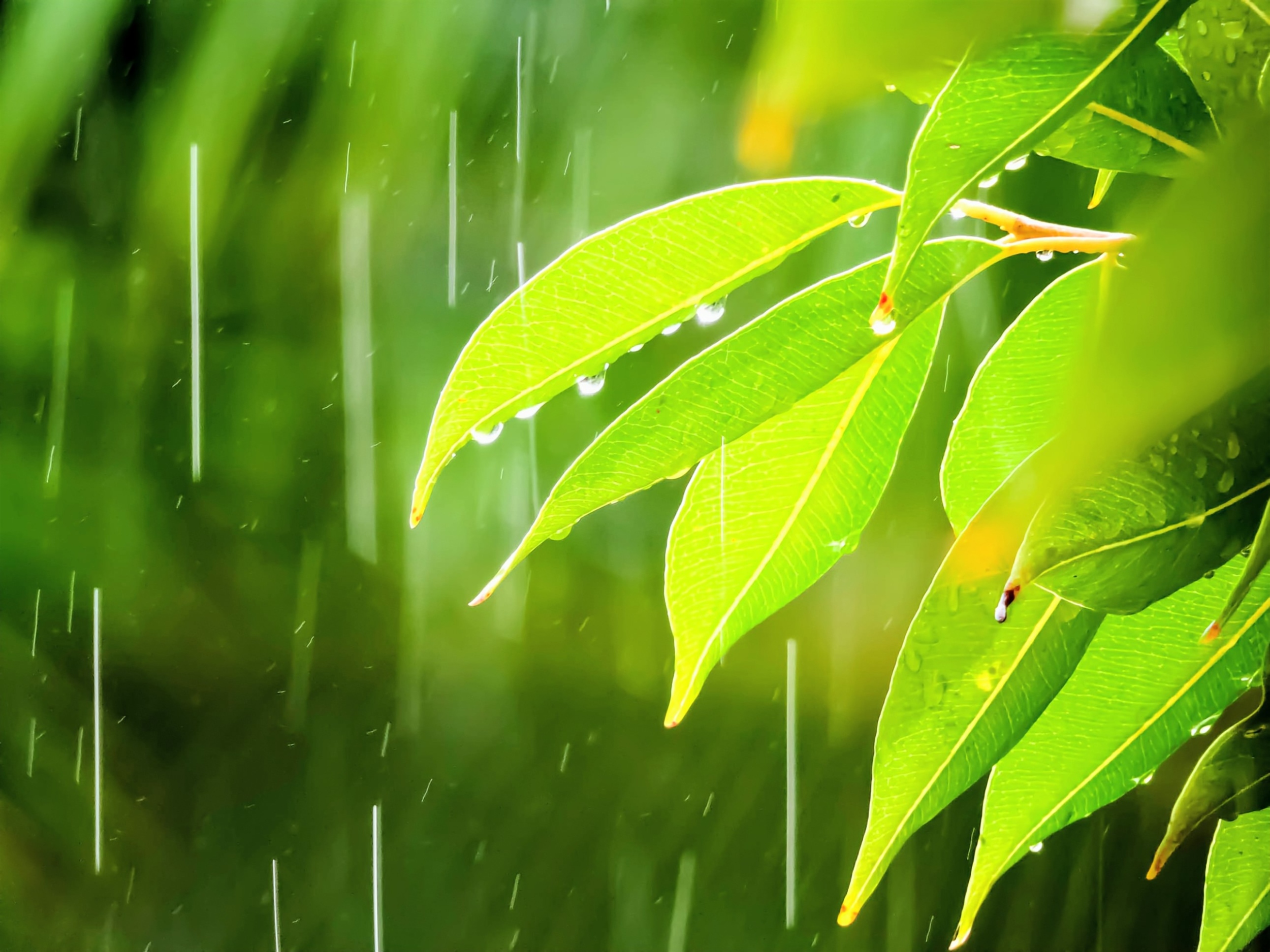 Plastic rain: Forests are trapping microplastics from the sky - Earth.com