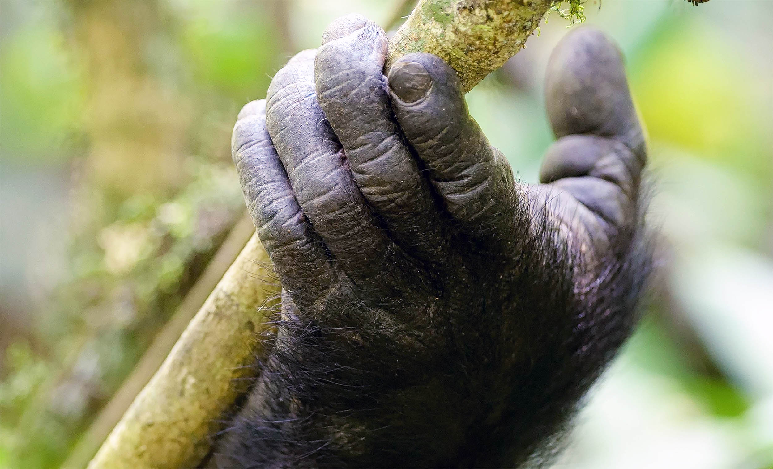 Thumbs and brains grew larger together as primates evolved - Earth.com
