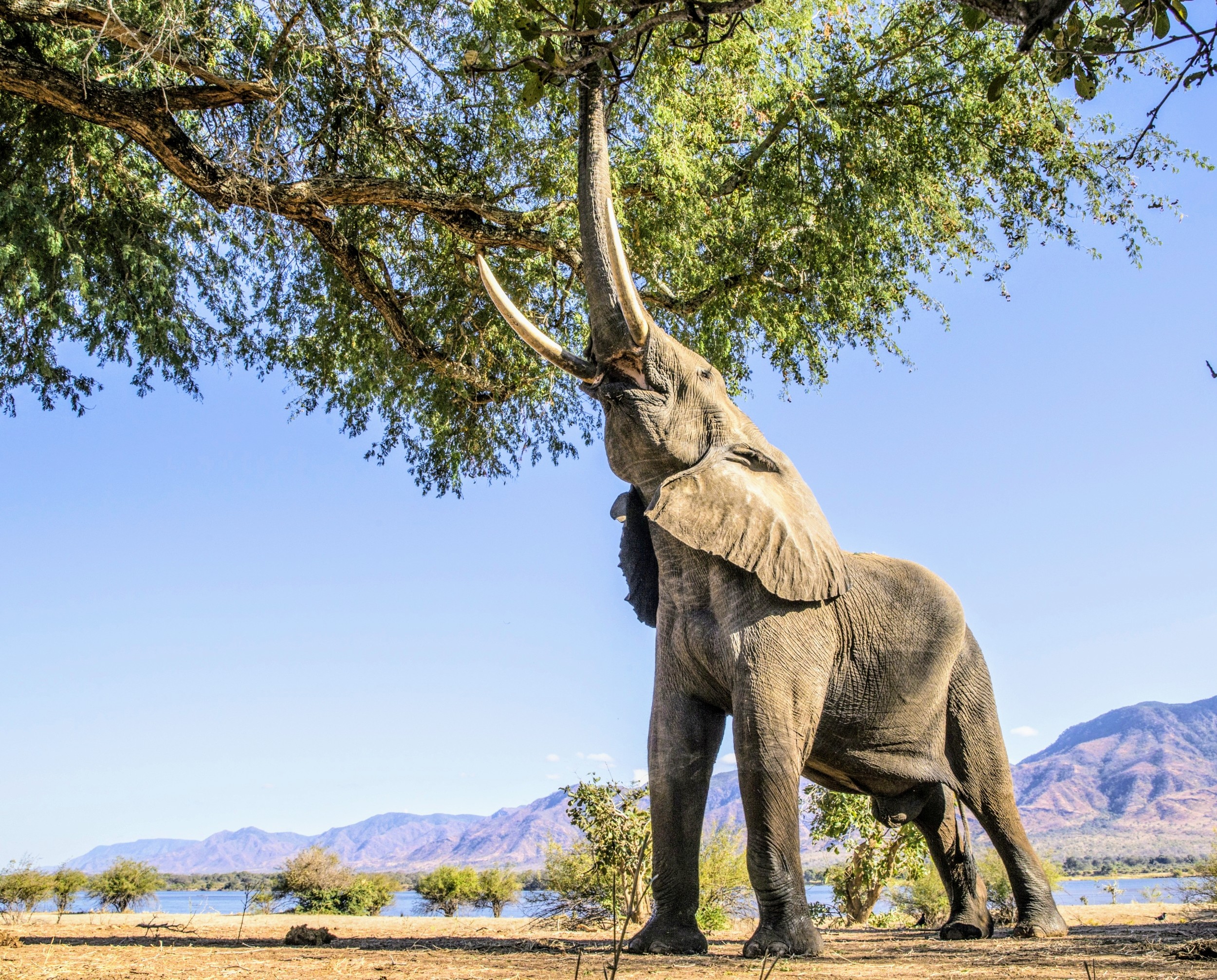 How elephants keep forests - and music - alive - Earth.com