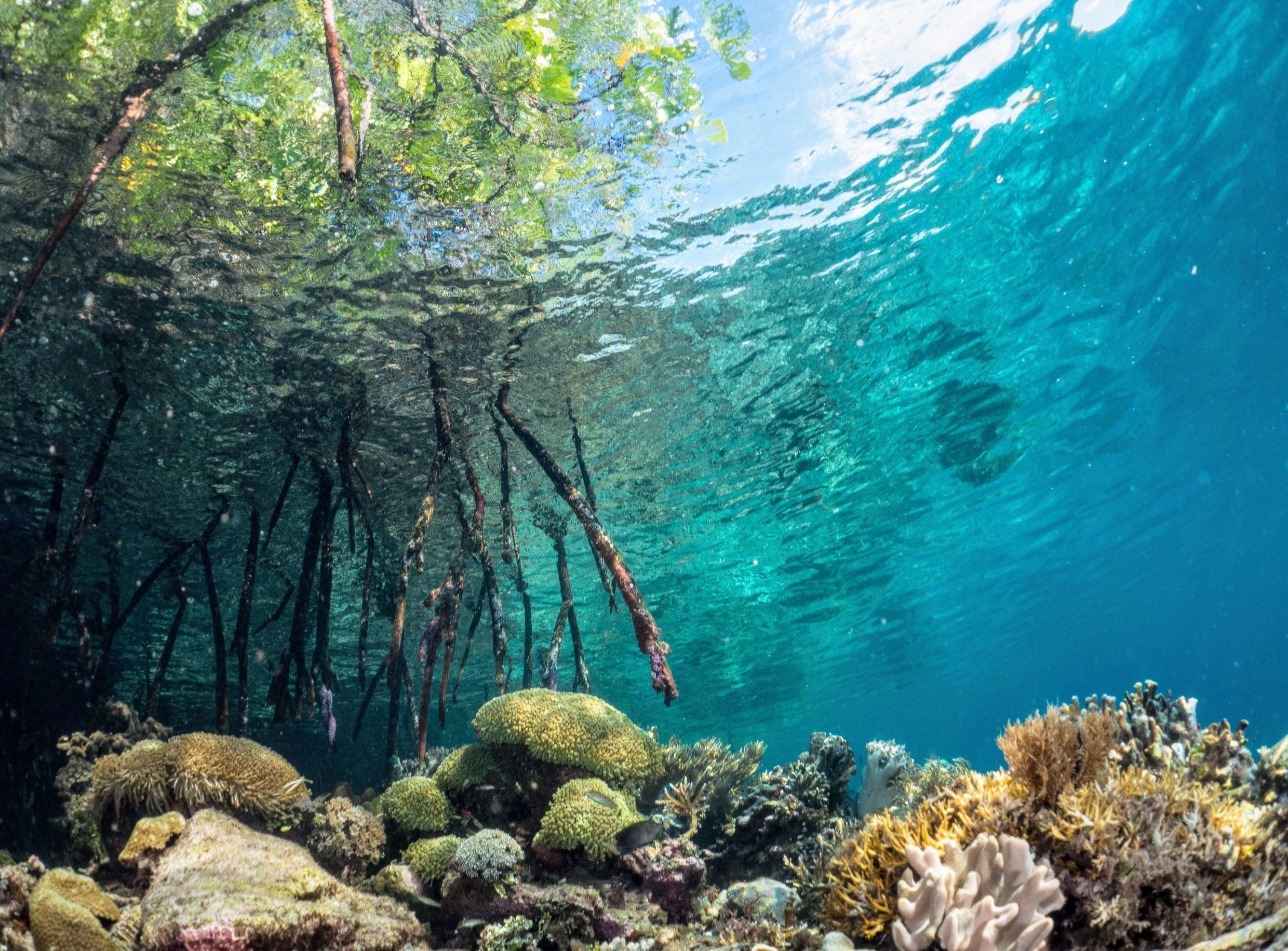Super corals could help reefs survive a warming world - Earth.com