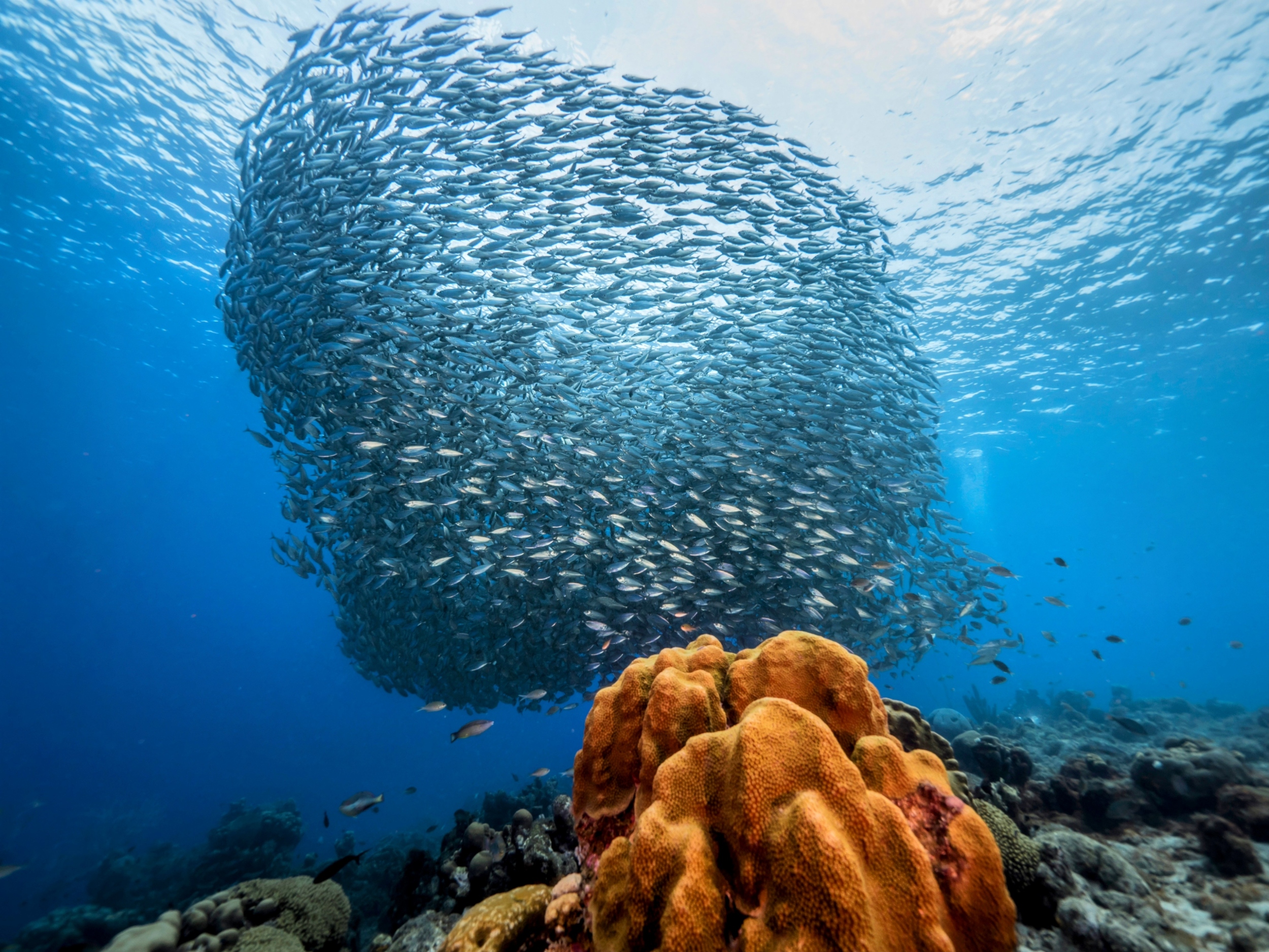 Hot oceans weaken Earth’s carbon sink - Earth.com