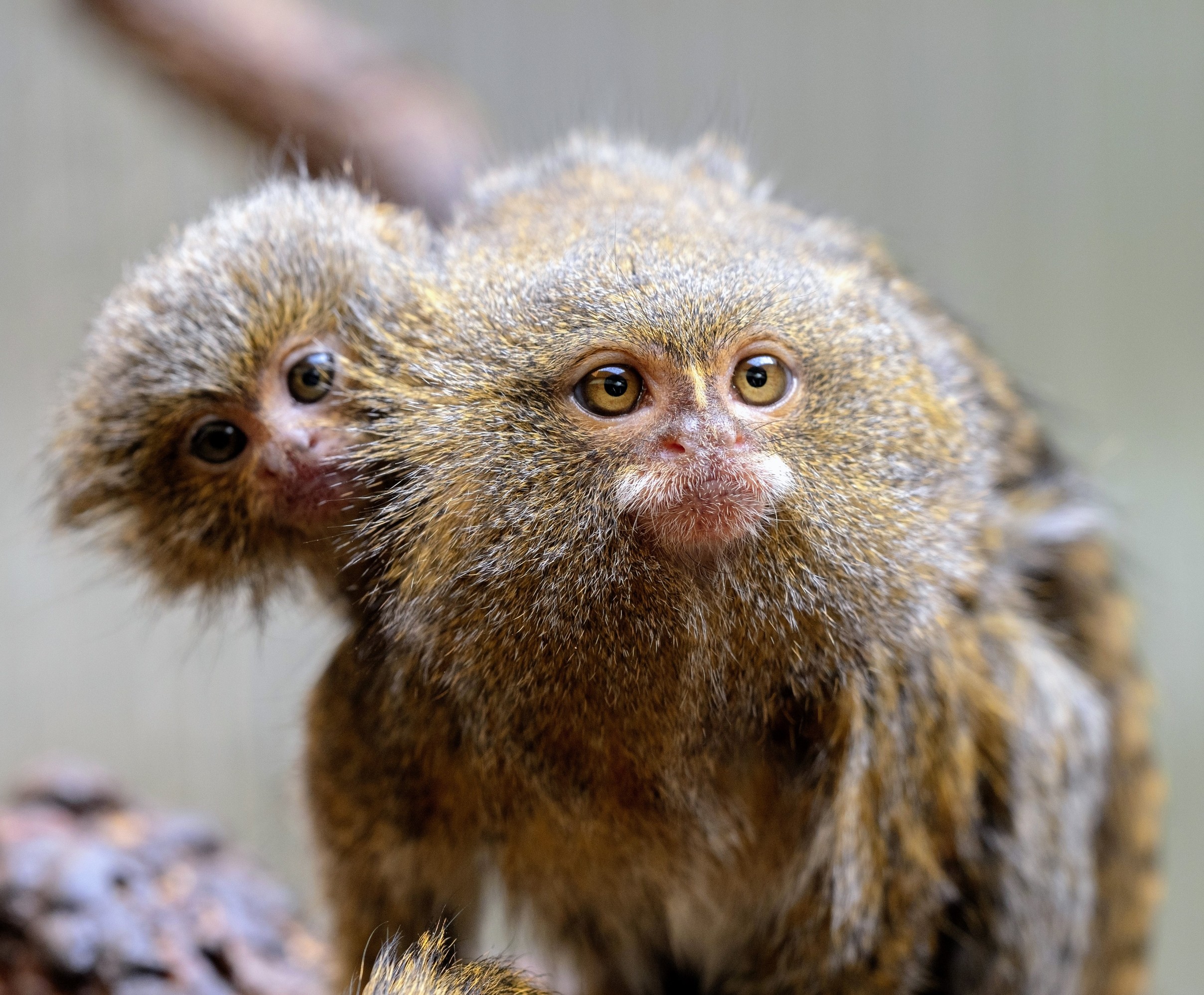 Babbling brains: How human babies and marmosets learn to talk - Earth.com