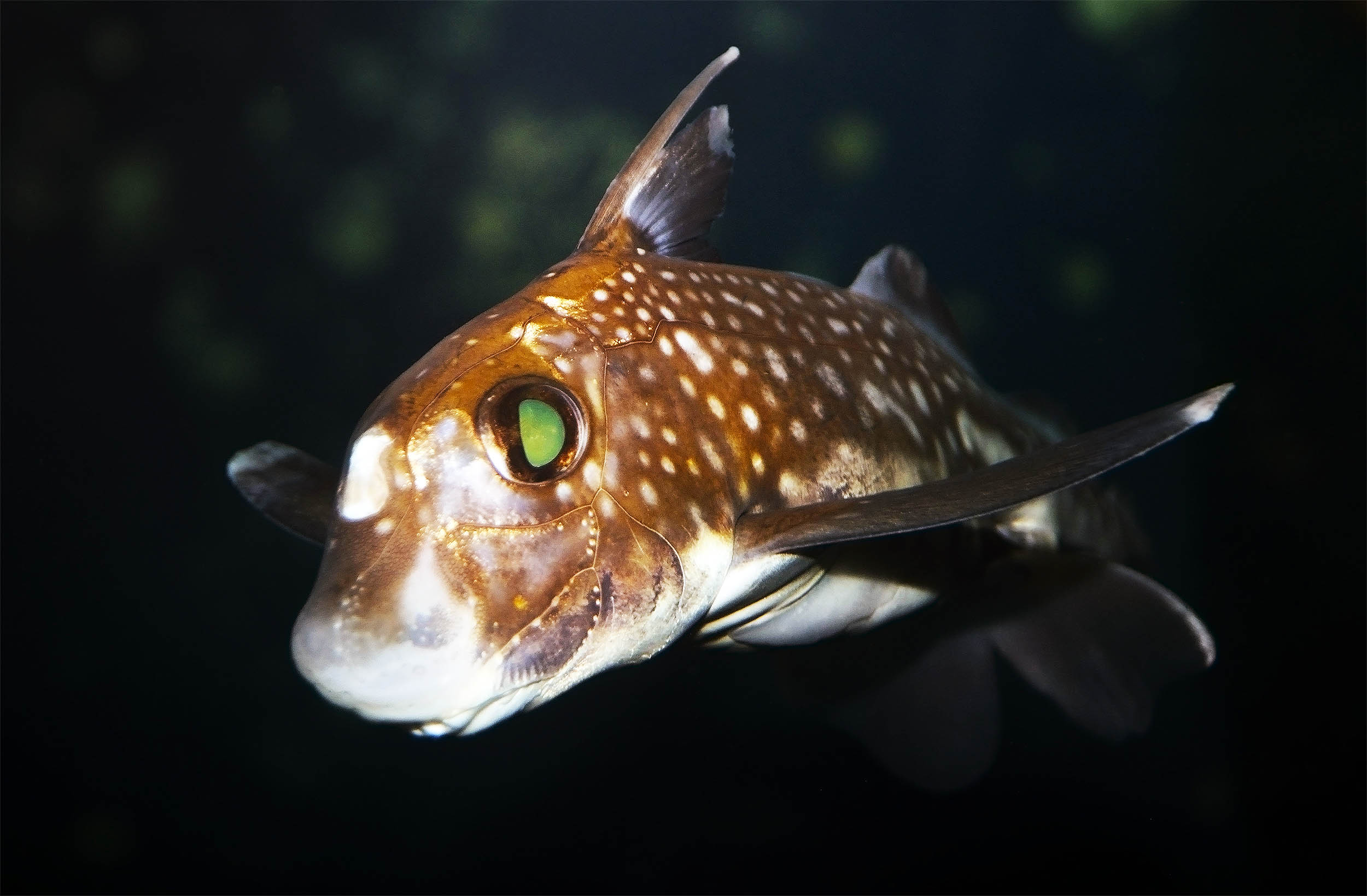 Common fish has a very uncommon row "forehead teeth" - Earth.com