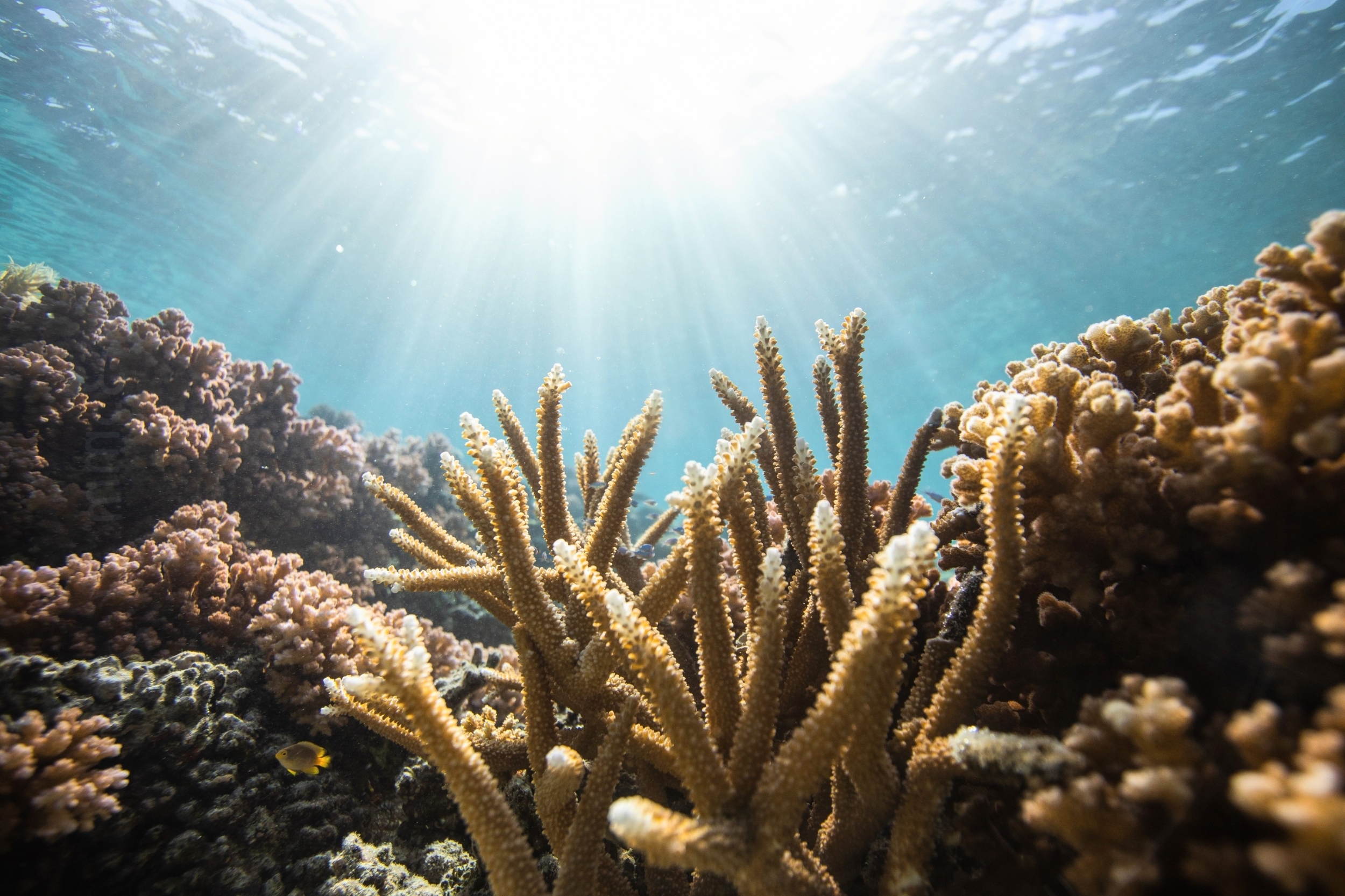 Corals reveal a surprising new way to see light - Earth.com