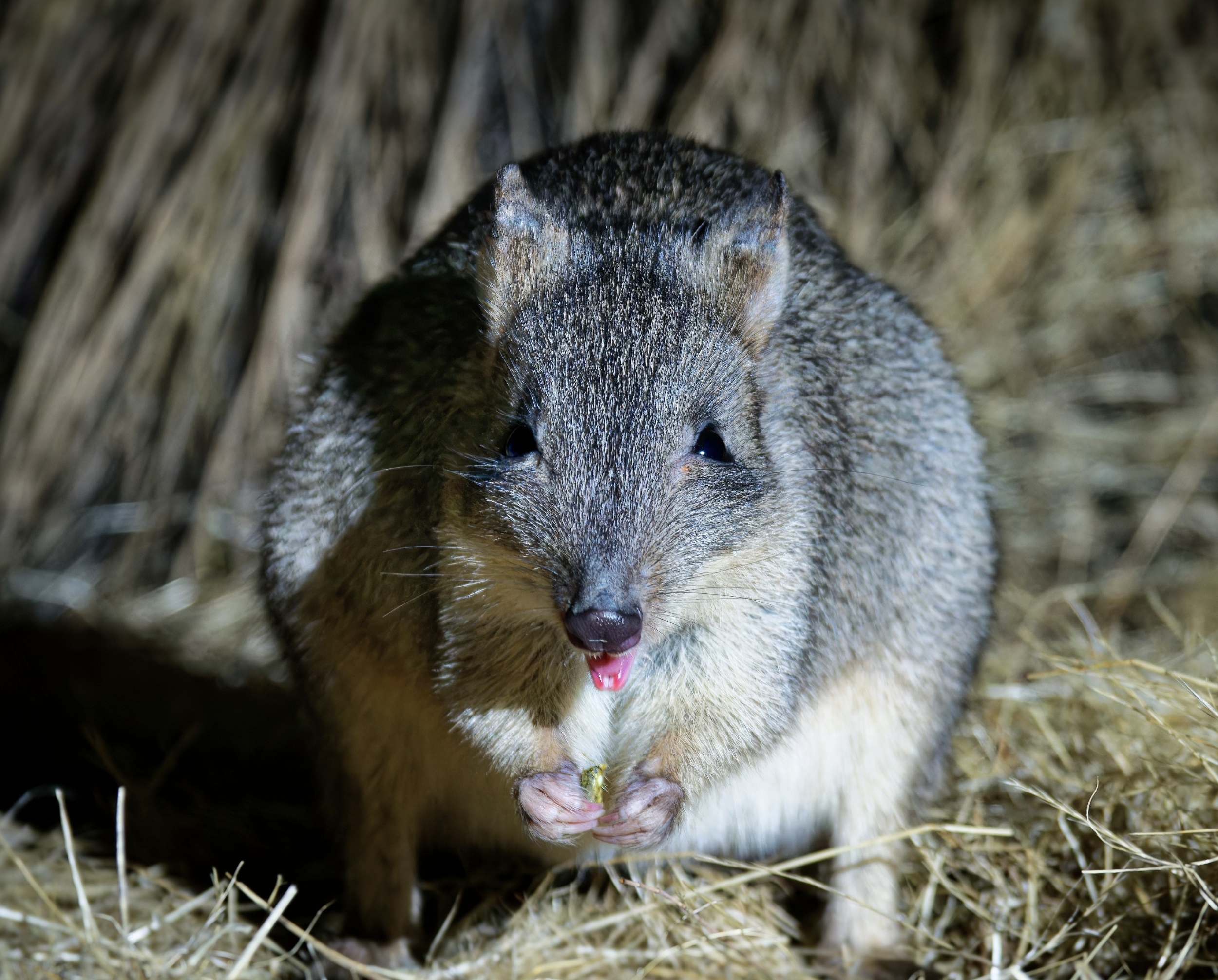 Newly discovered marsupial species is already extinct - Earth.com