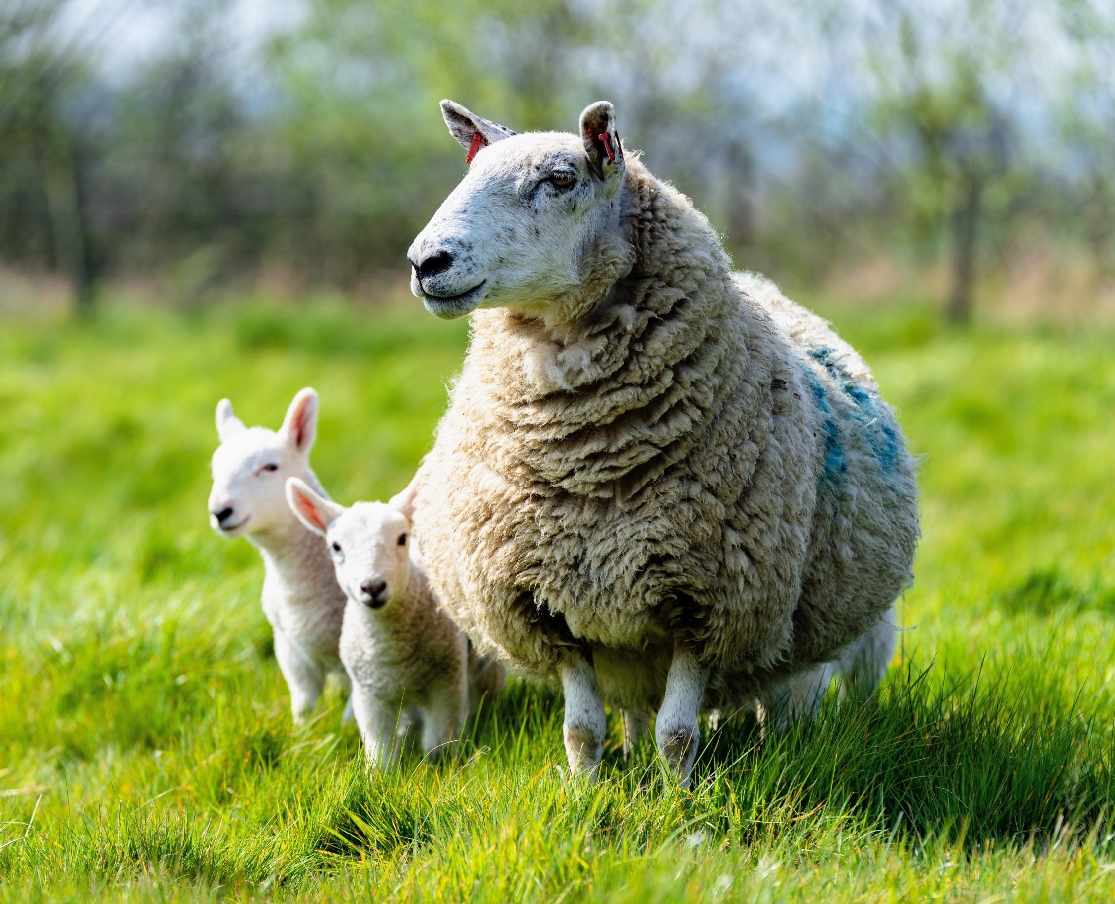 Humans have super-sized domestic animals and shrunk wildlife - Earth.com