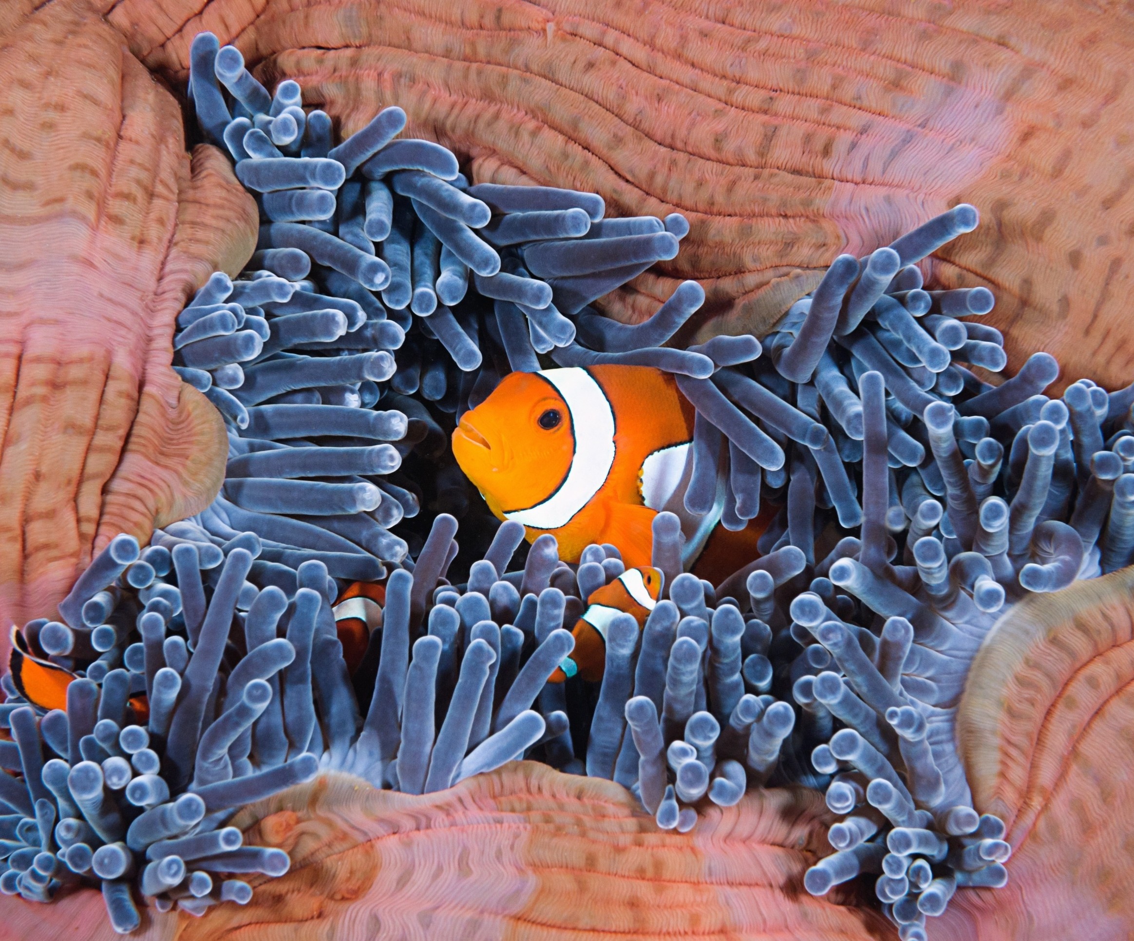 Clownfish reprogram their bodies to survive ocean warming - Earth.com