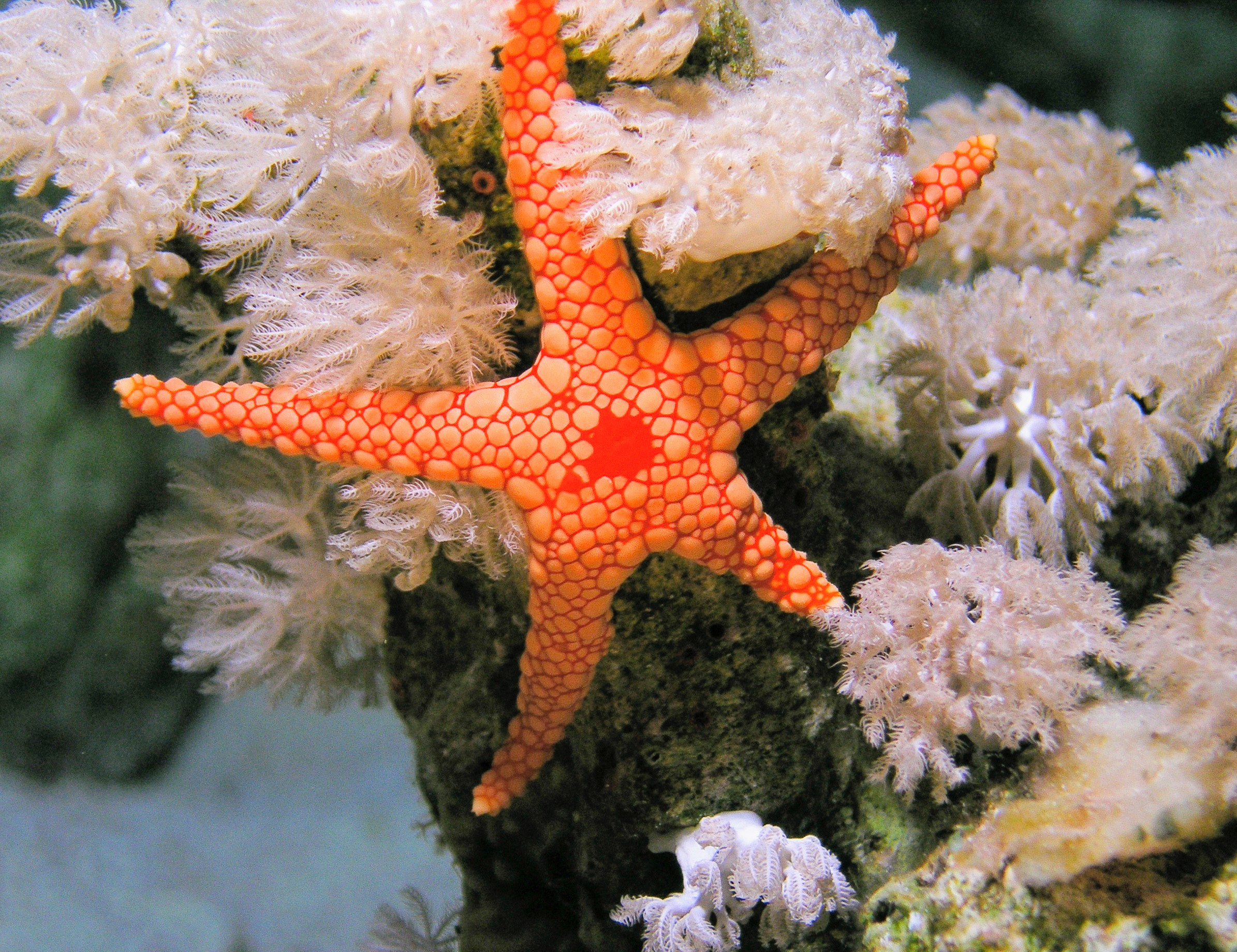 Starfish challenge one of nature's oldest diversity rules - Earth.com