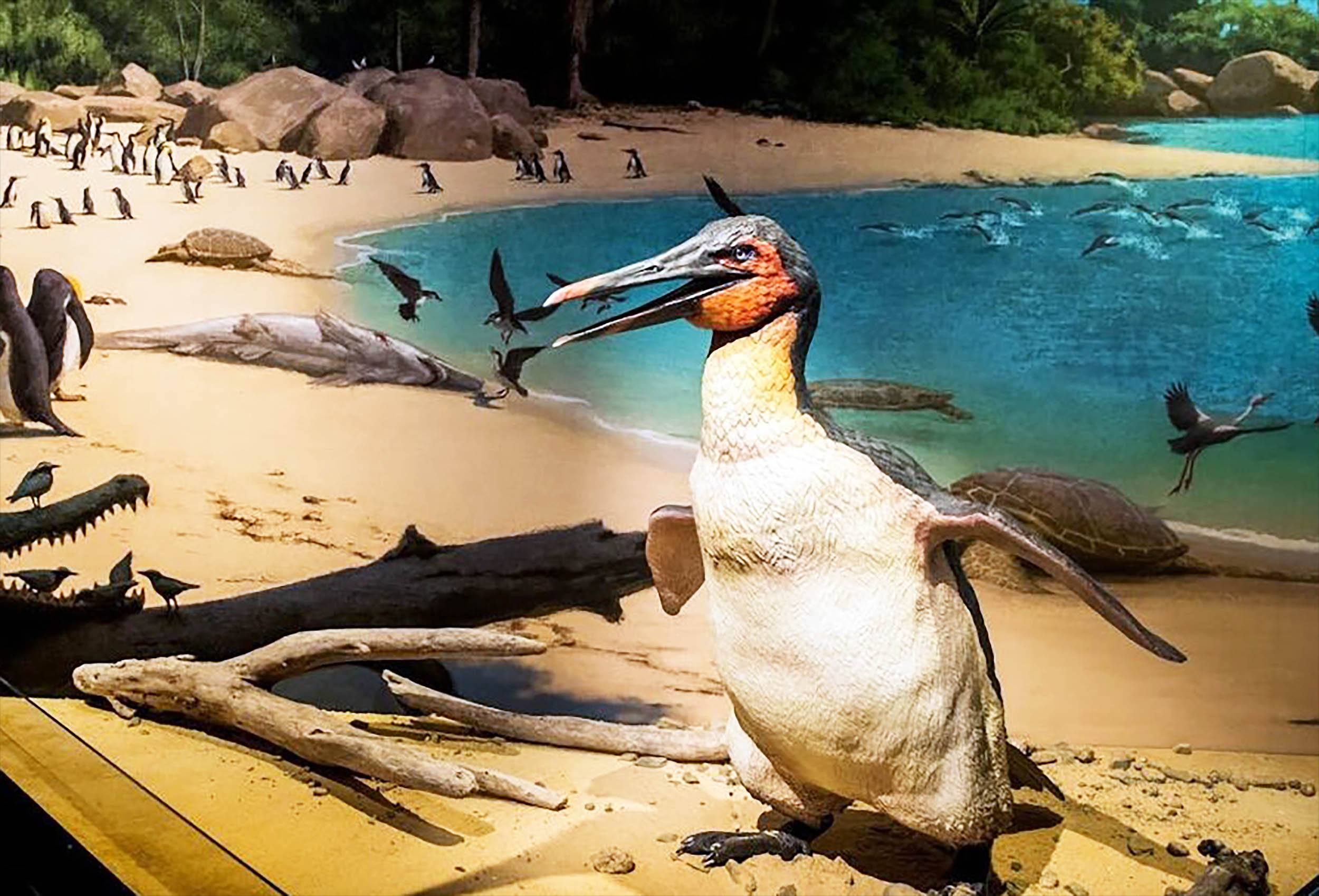 Early penguins were as big as humans and fished with long spears ...