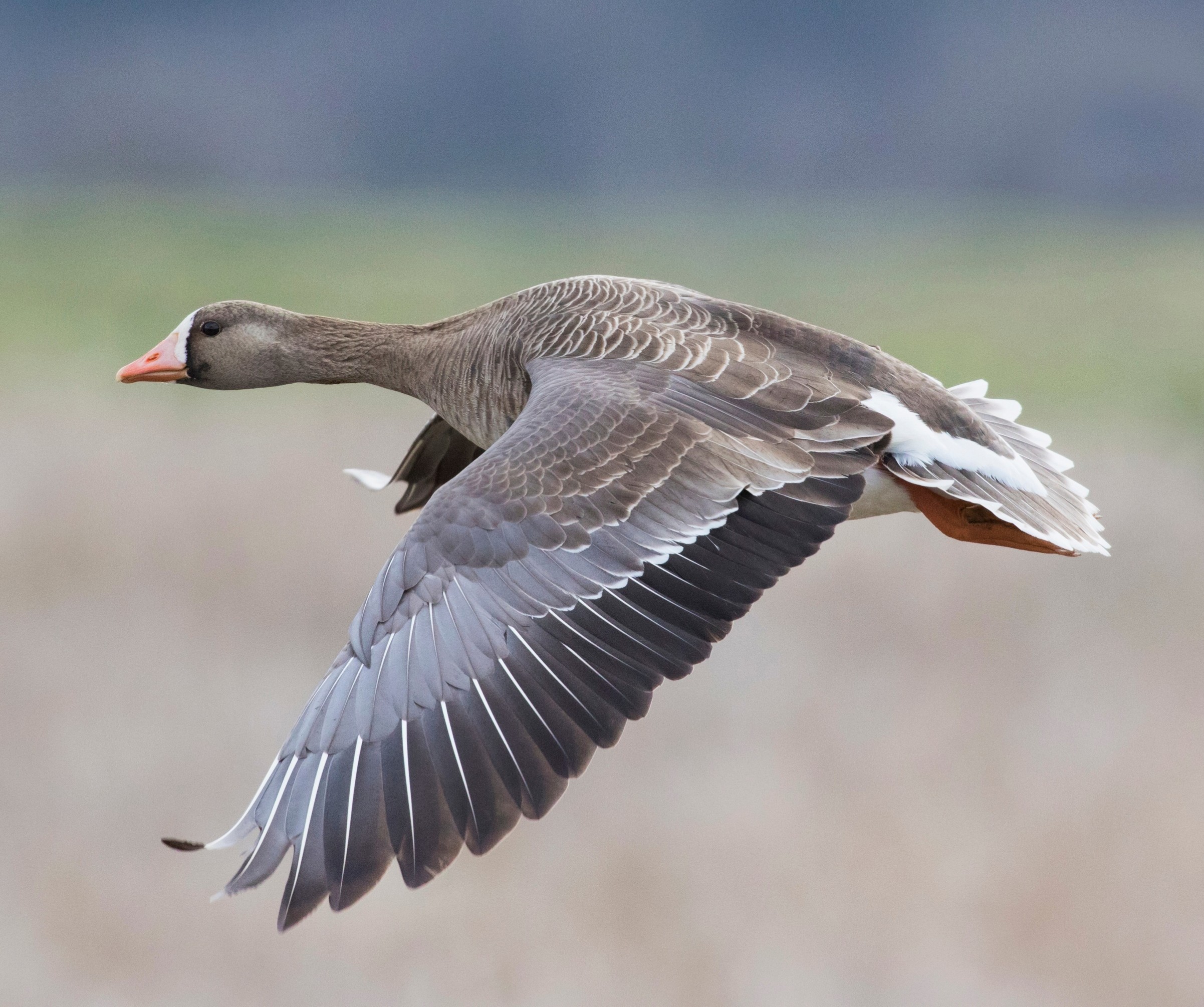 Arctic birds speed up migrations to match earlier springs - Earth.com