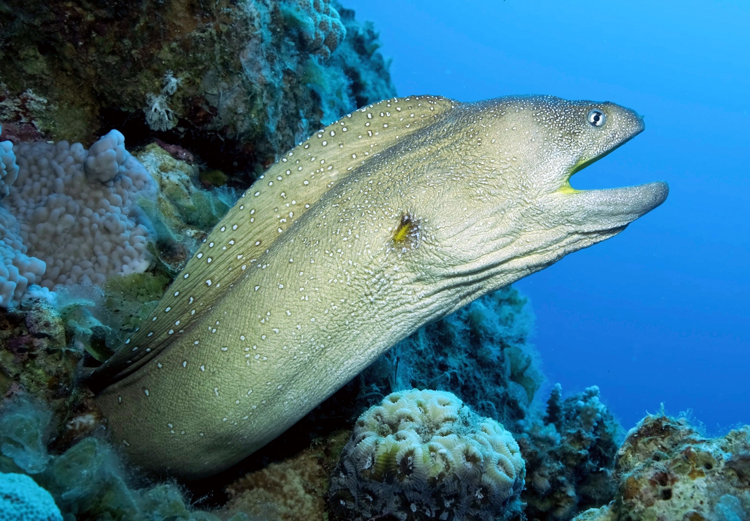 Spinal secrets: What eels reveal about the origins of movement - Earth.com