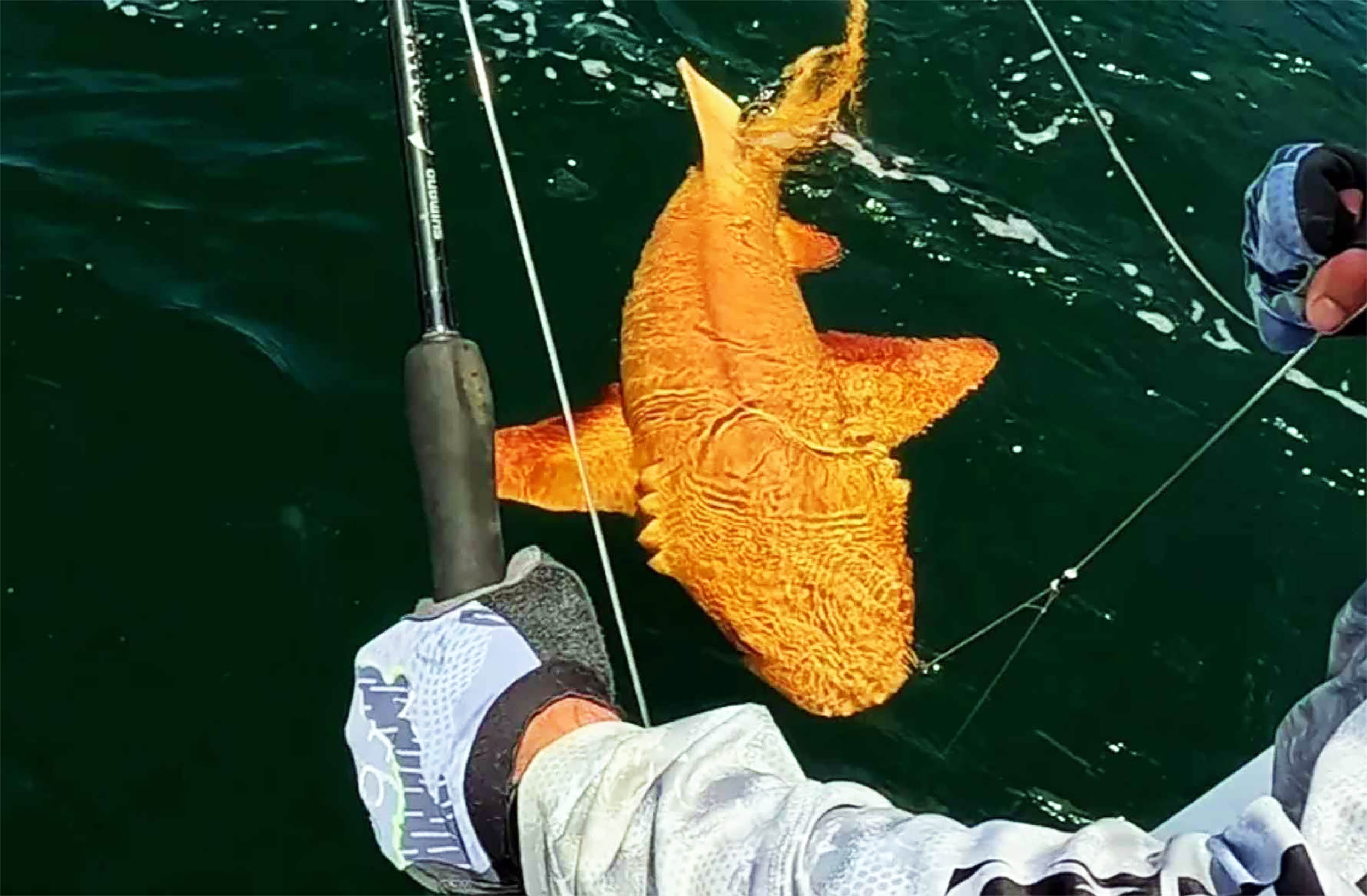 Nature surprises us with a bright orange shark never seen before ...