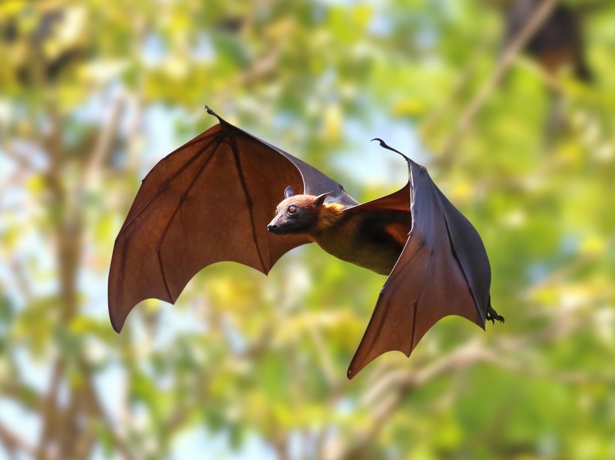 Bats use a hidden superpower to hunt faster - Earth.com