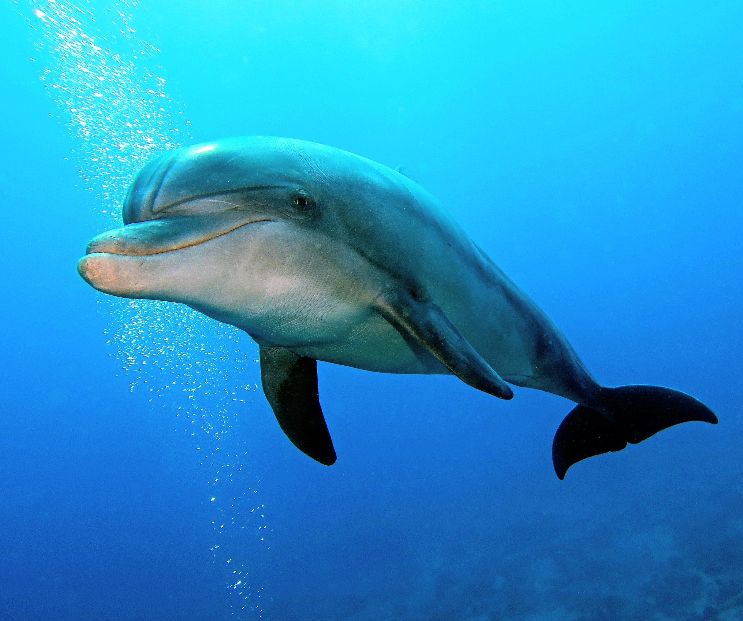 World Dolphin Day: Protecting oceans and the planet - Earth.com