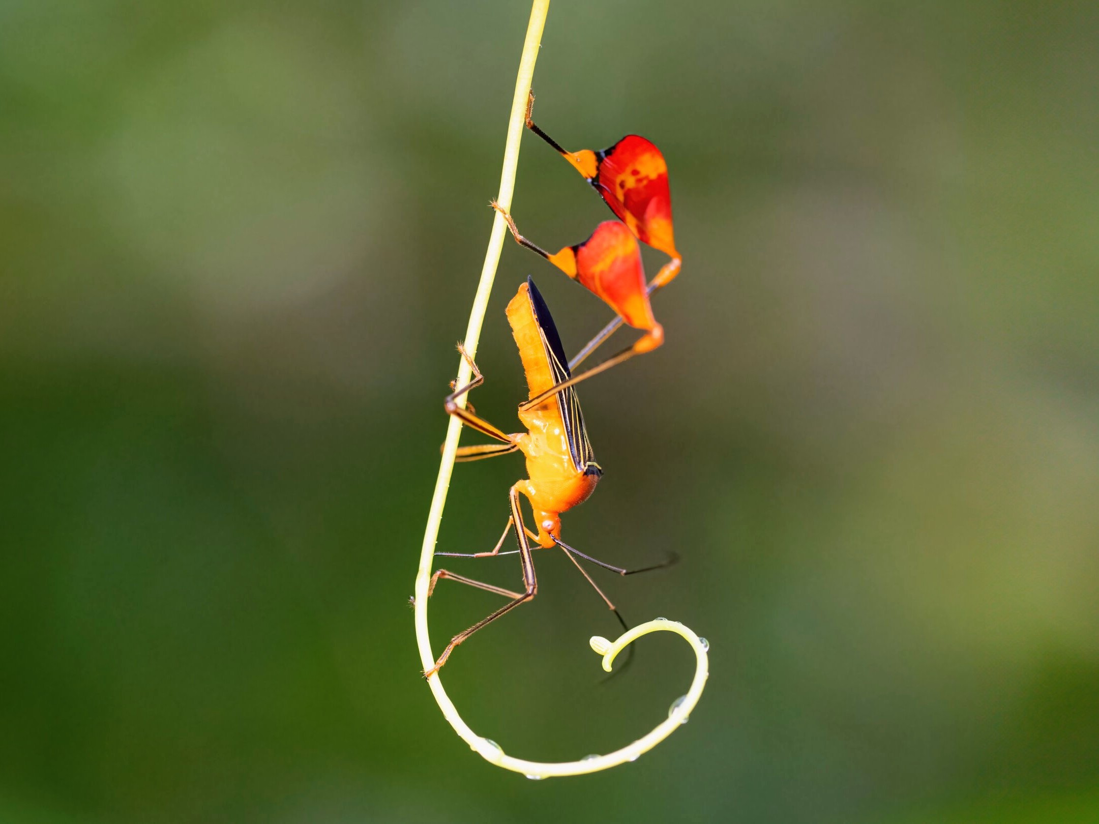 Matador bugs wave their flashy neon legs to distract predators - Earth.com