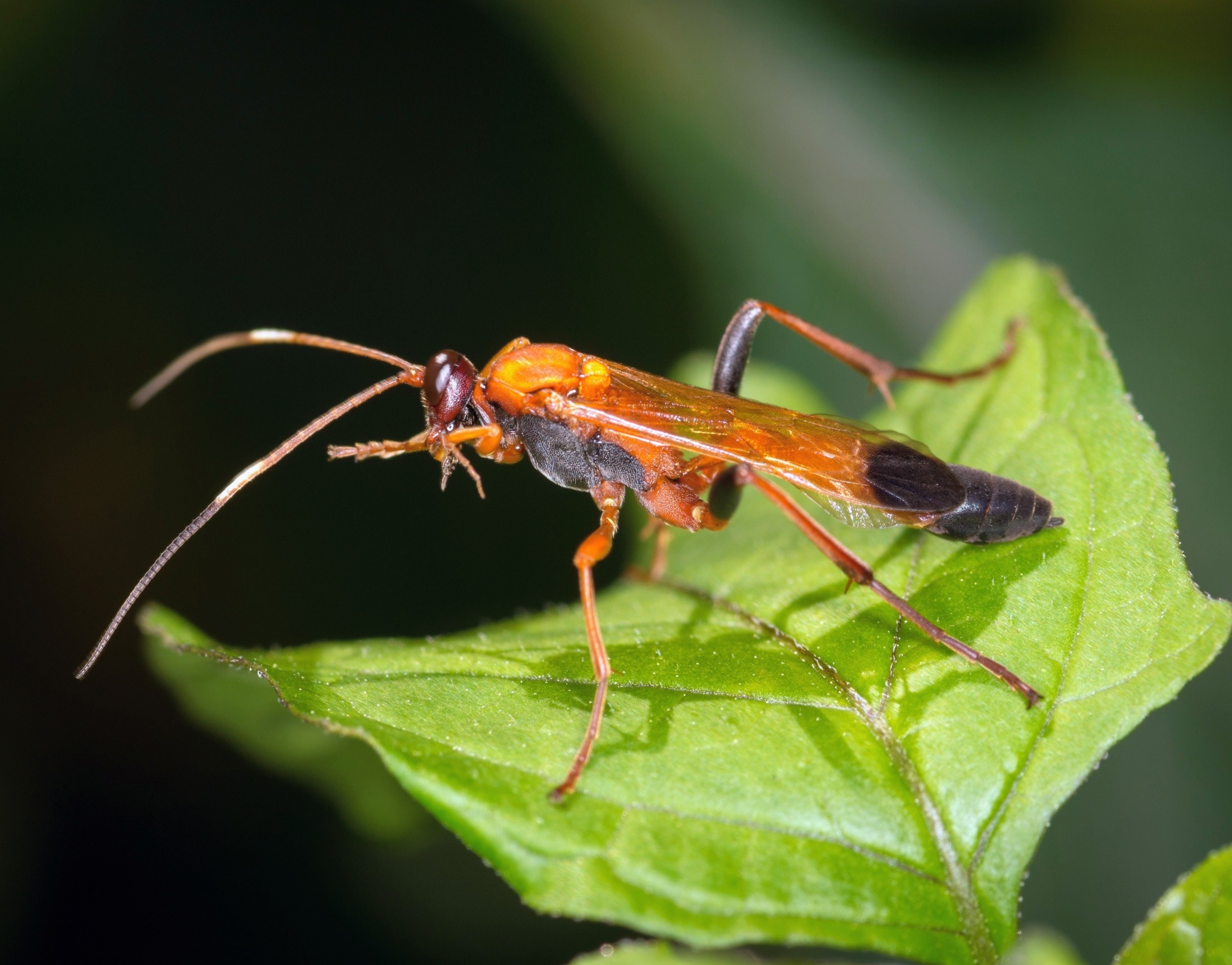 Wasps shine a light on 'dark biodiversity' in rainforests - Earth.com
