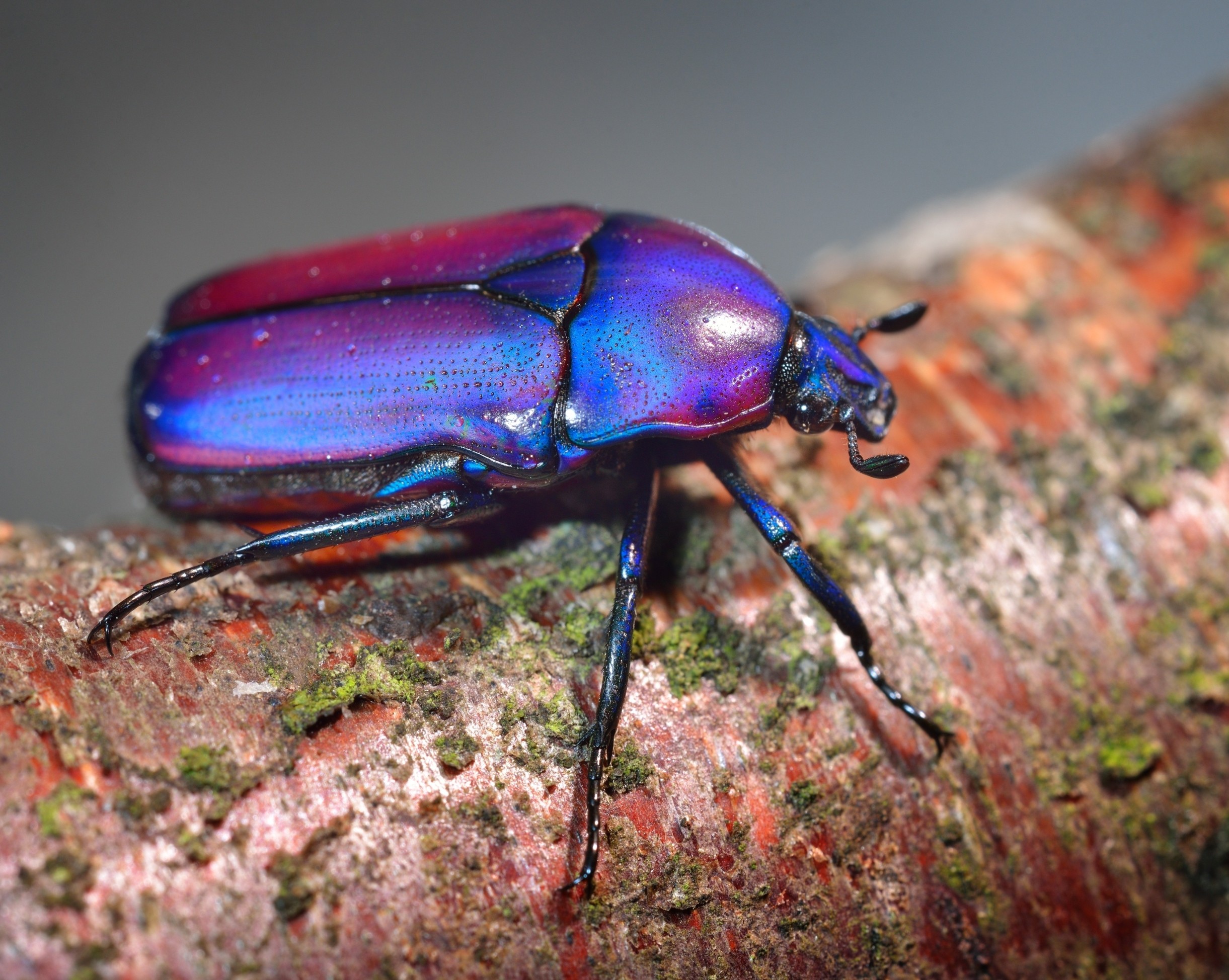 Not just birds and beetles: Iridescence found in unexpected animals ...