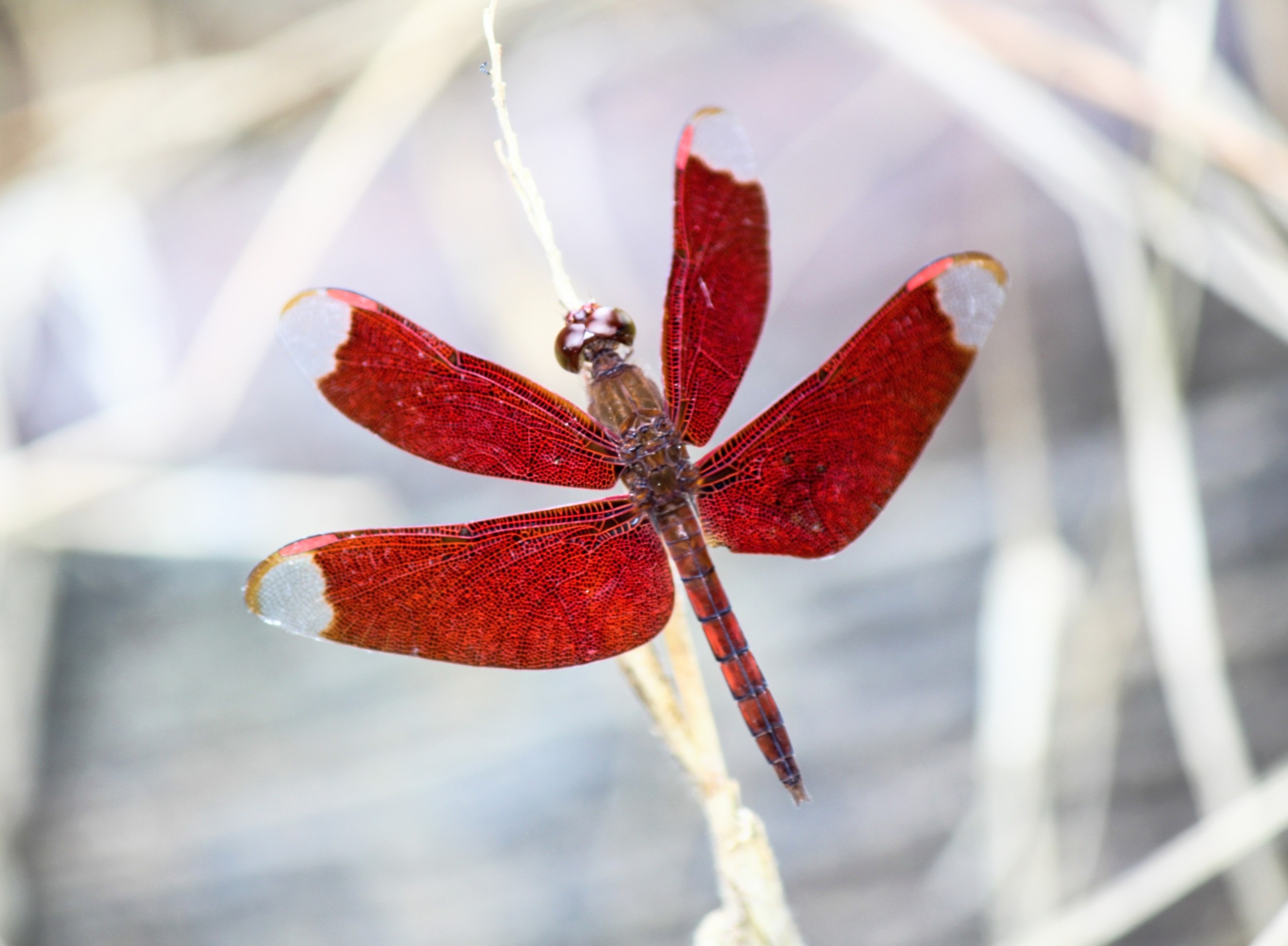 Ancient survivors: Dragonflies now face their toughest survival test ...
