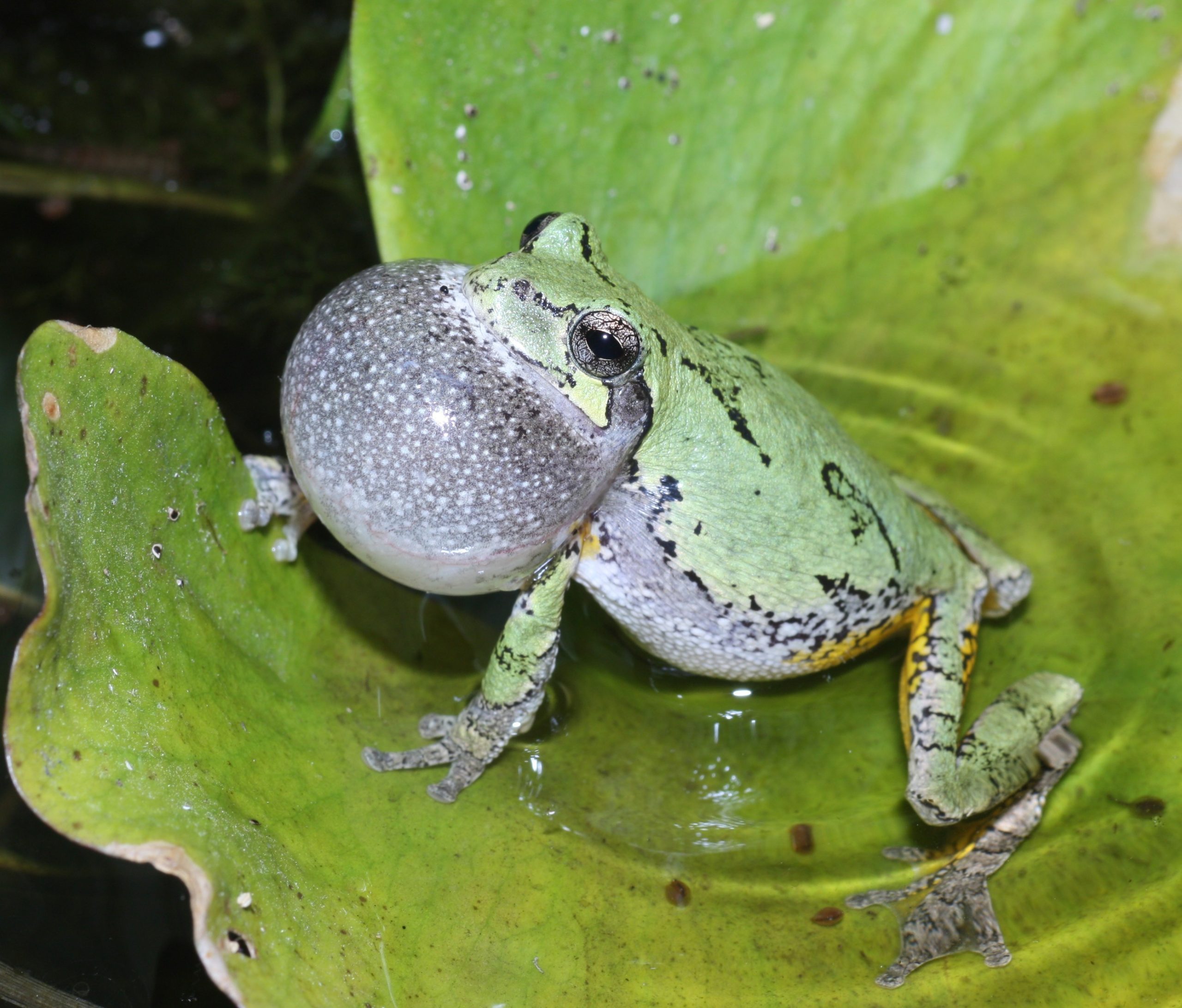 Frogs settle for average mates when dating gets too noisy - Earth.com