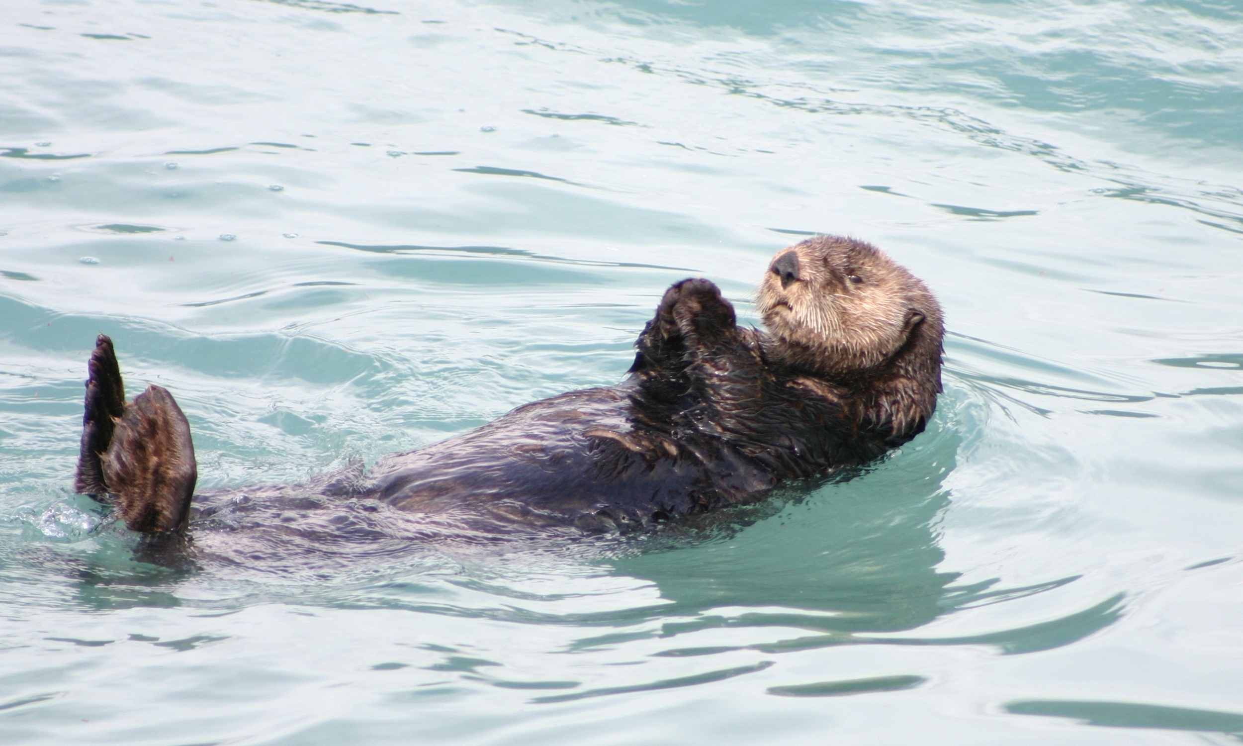 Scientists confirm discovery of a new otter species - Earth.com