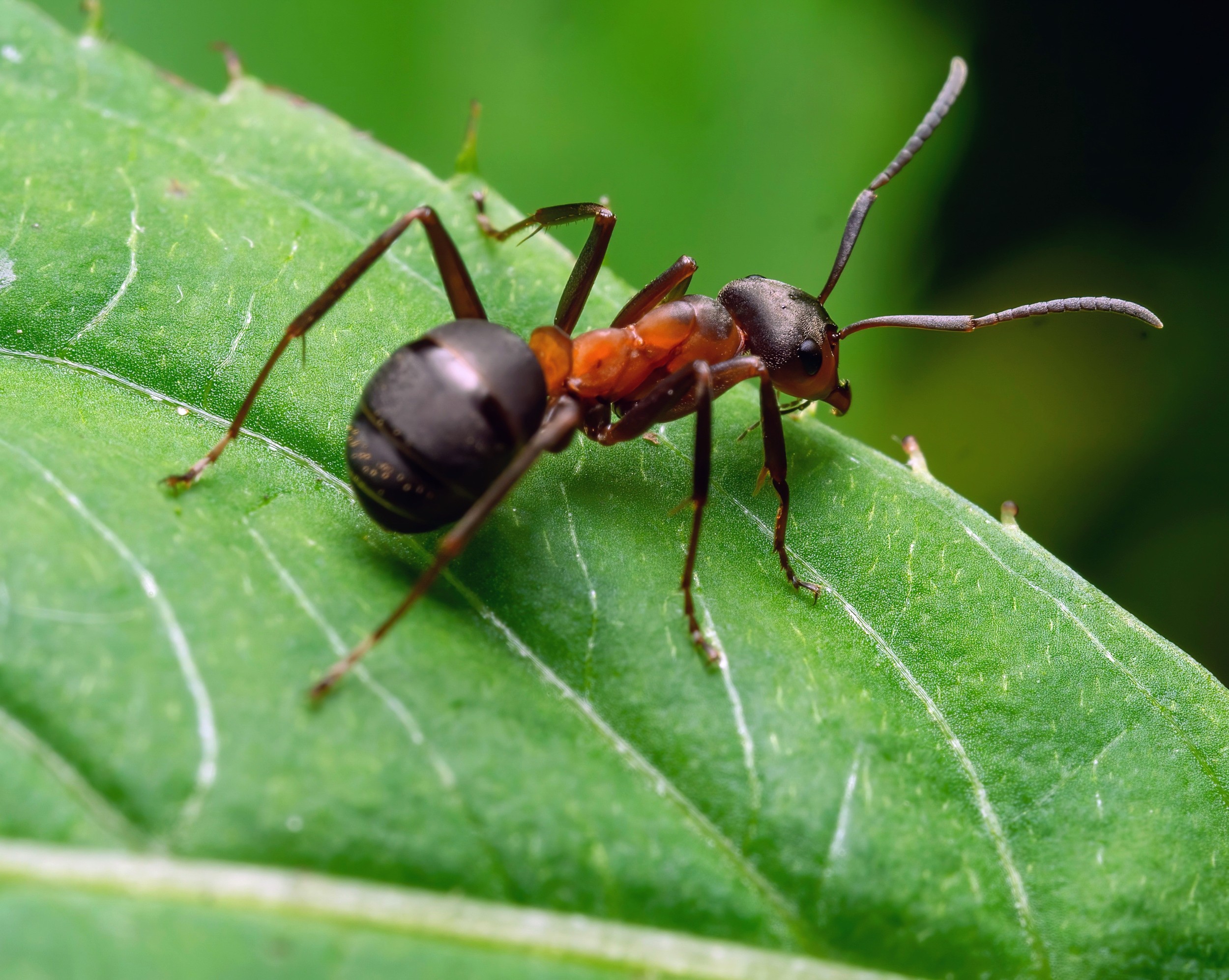 Fiji’s ants reveal new clues about global insect collapse - Earth.com