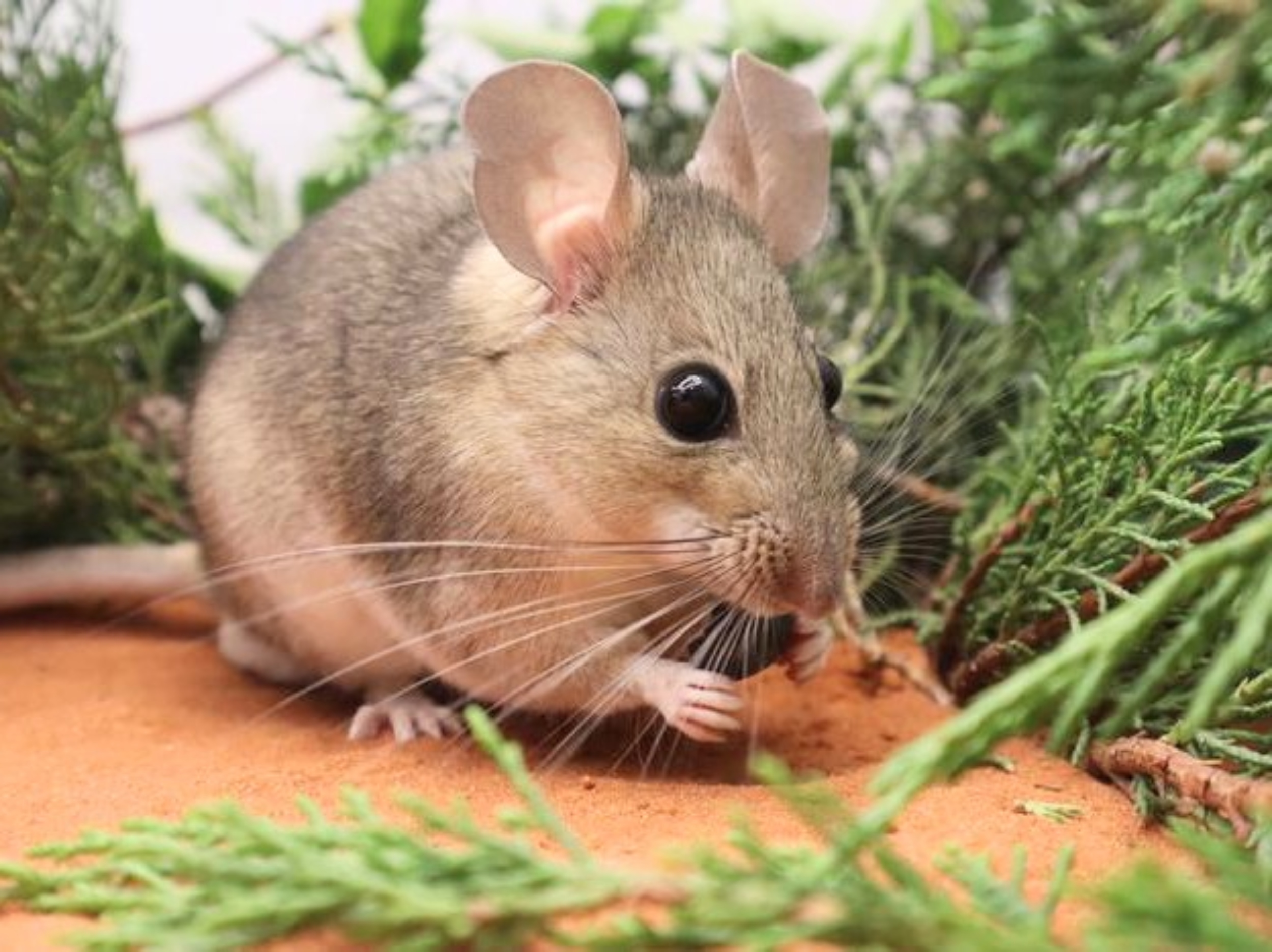 Woodrats reveal how herbivores survive eating toxic plants - Earth.com