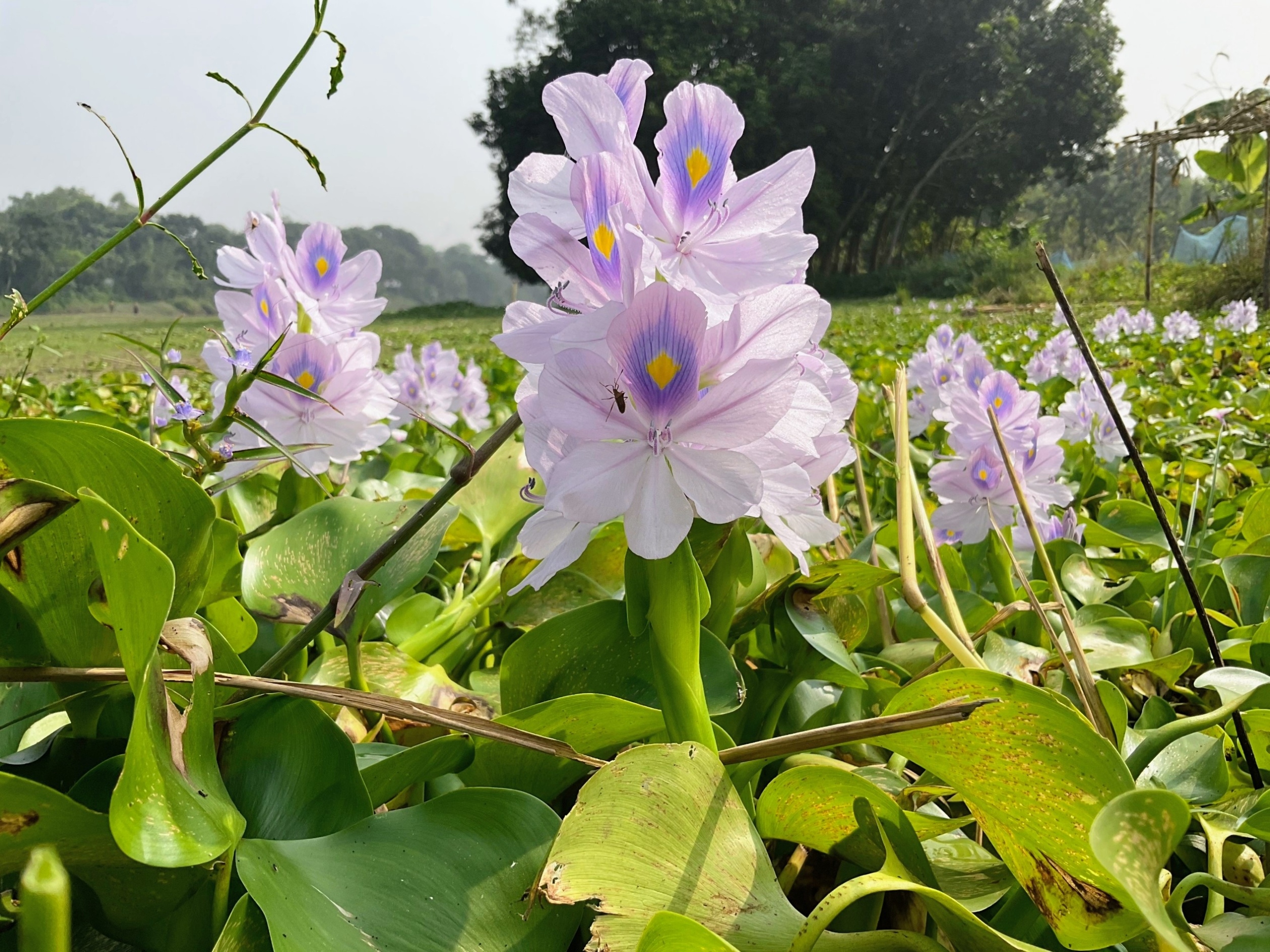 Invasive plants are transforming the tropics, forcing people to adapt ...