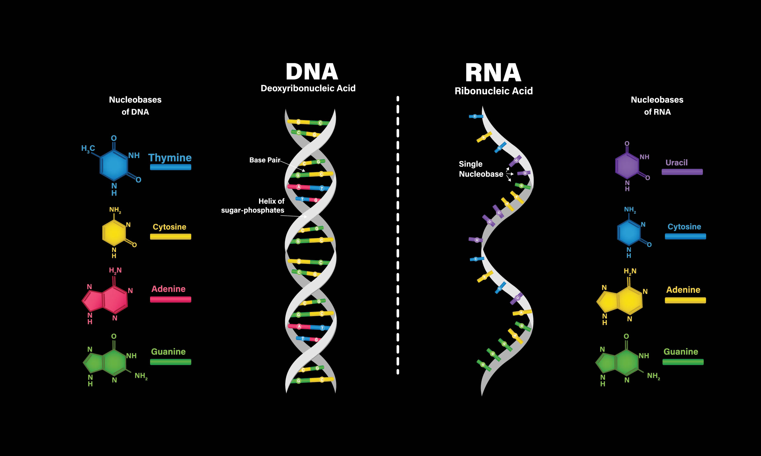 Scientists discover another important role played by "junk DNA" - Earth.com
