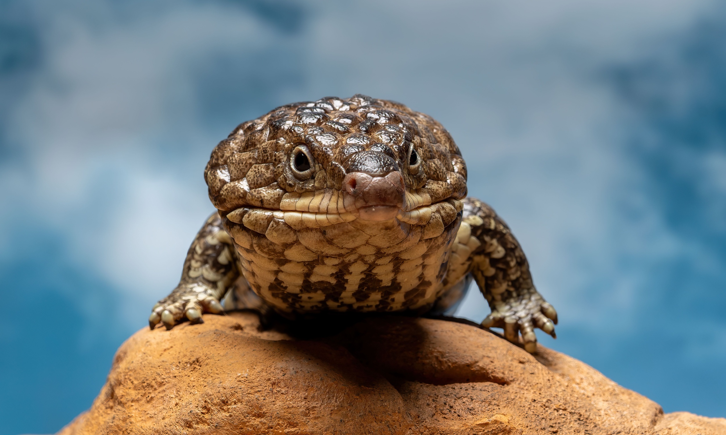 Lizards smell wildfire smoke and run before flames arrive - Earth.com