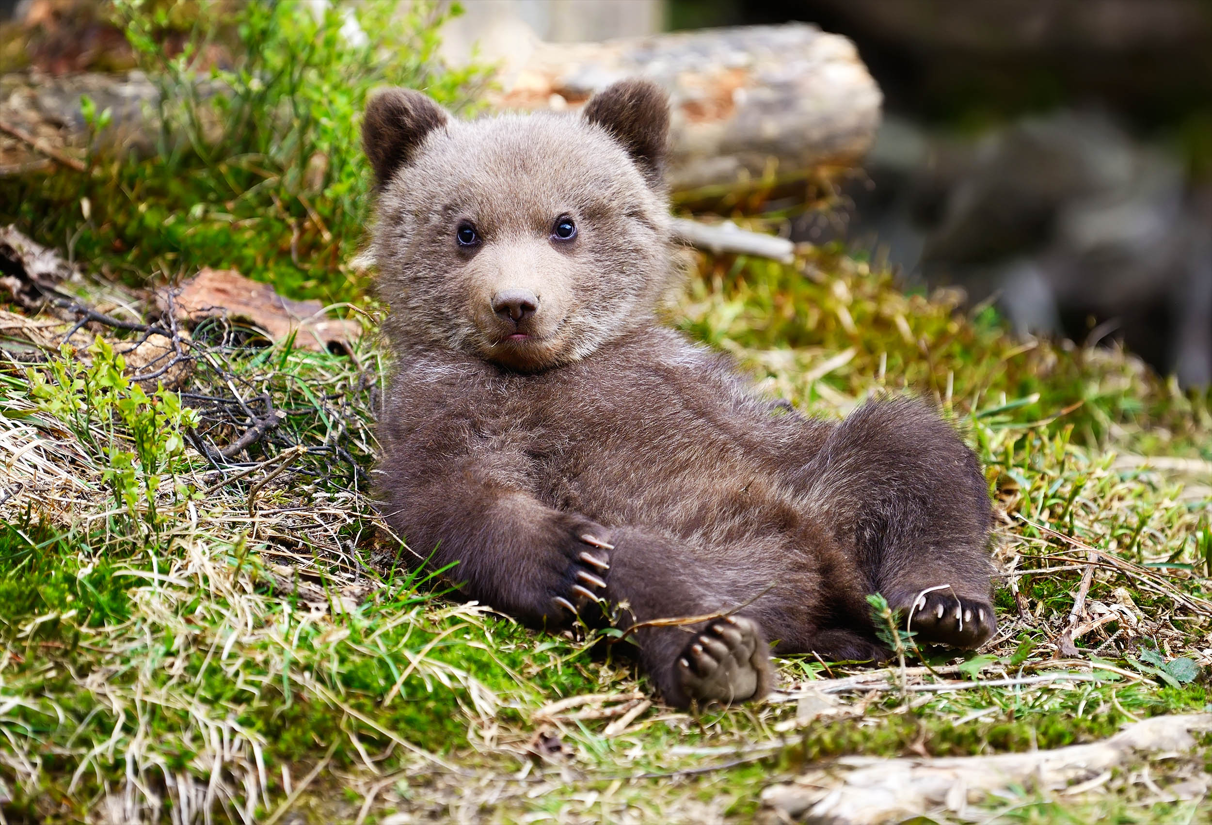 Early bears were omnivores that ate anything they could find - Earth.com