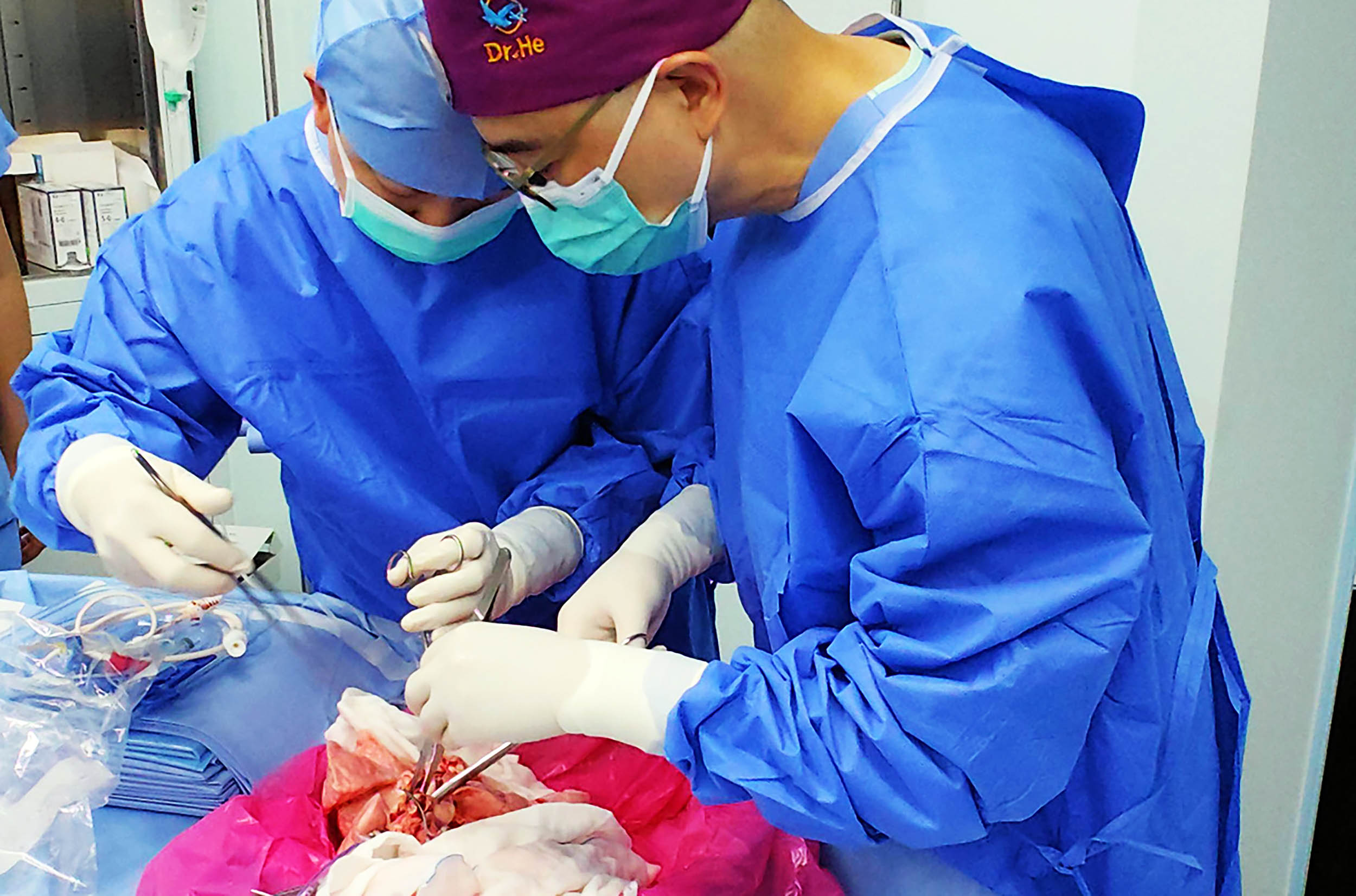 Doctors successfully implant a pig's lung into a human - Earth.com