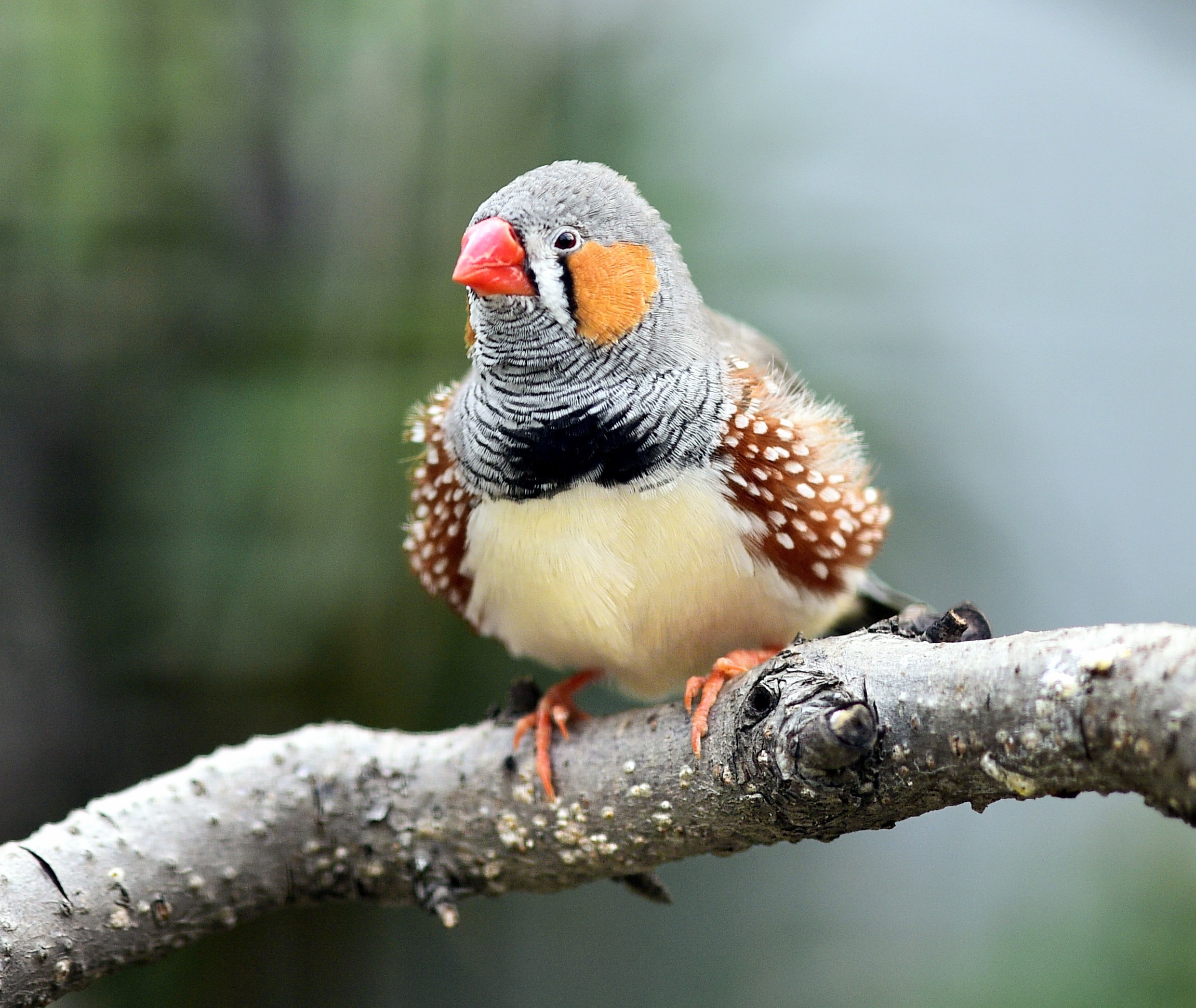 Zebra finches reveal a new level of vocal intelligence - Earth.com
