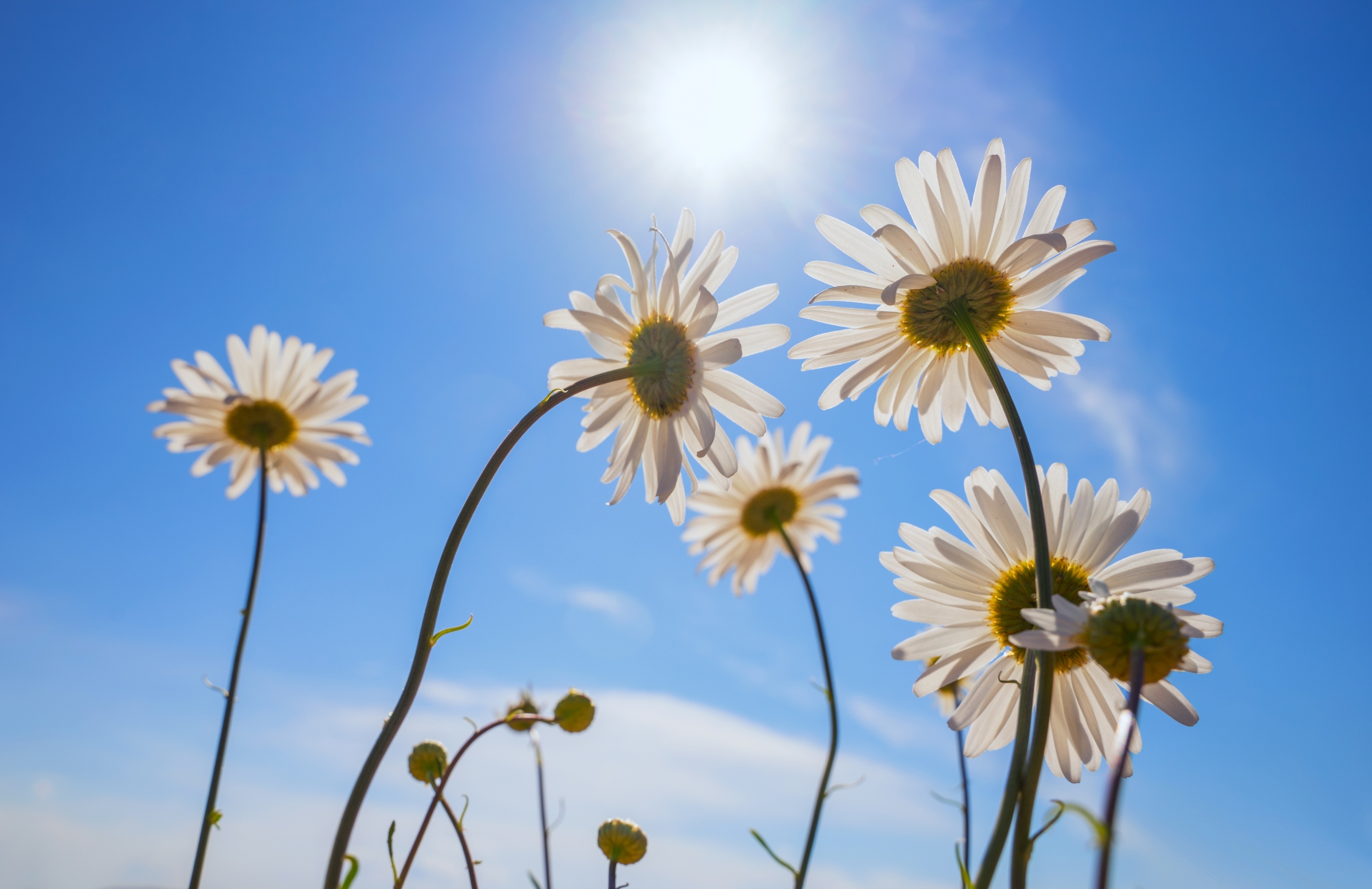 How plants 'rewire' themselves to handle sunlight stress - Earth.com