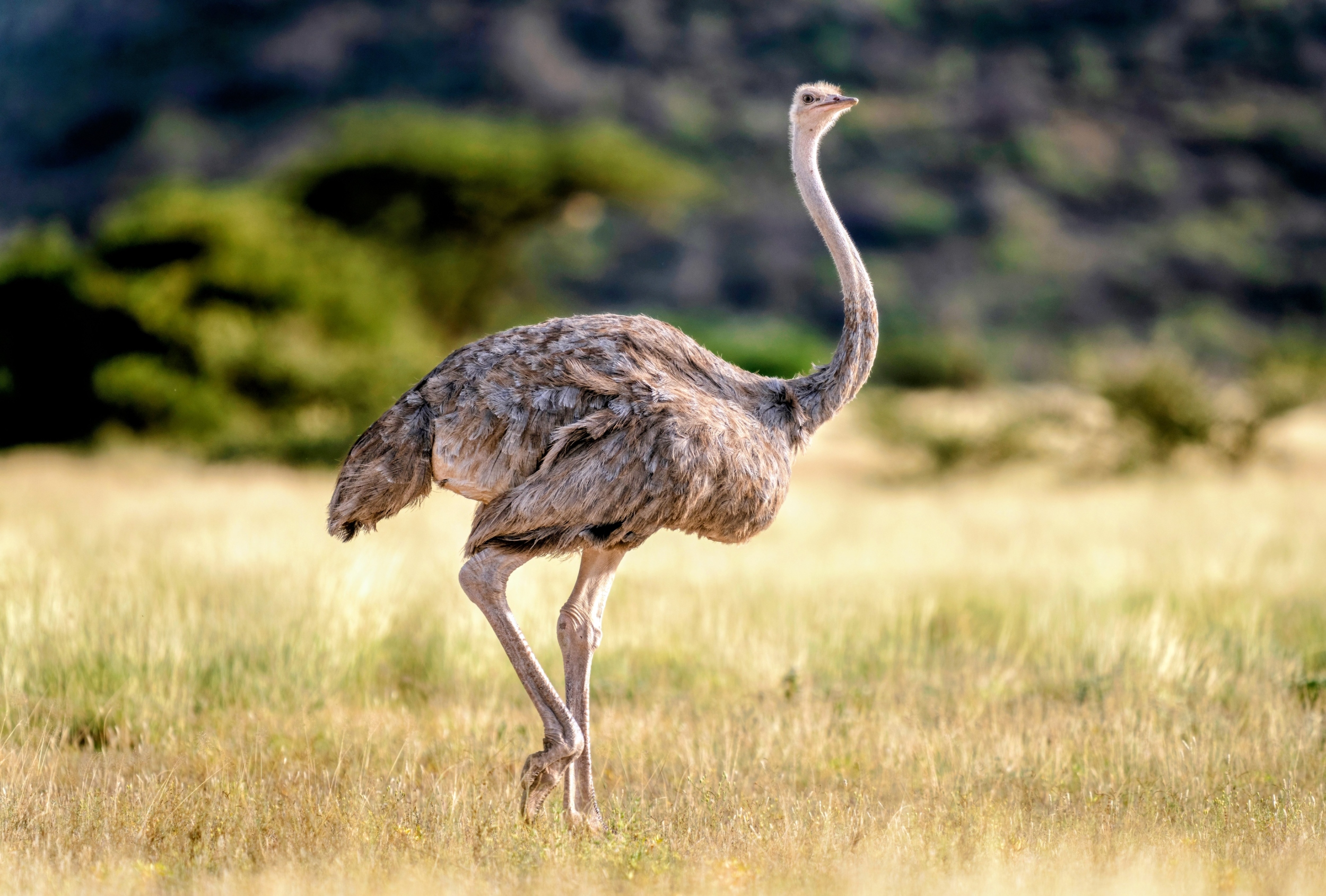 Ostriches can't fly - so how did their ancestors cross oceans? - Earth.com