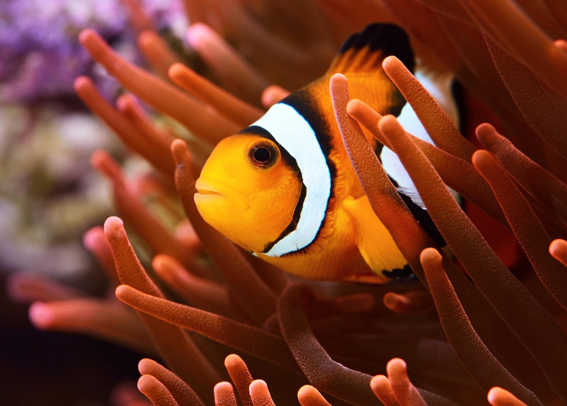 Clownfish face collapse as ocean heat breaks rare anemone bond - Earth.com