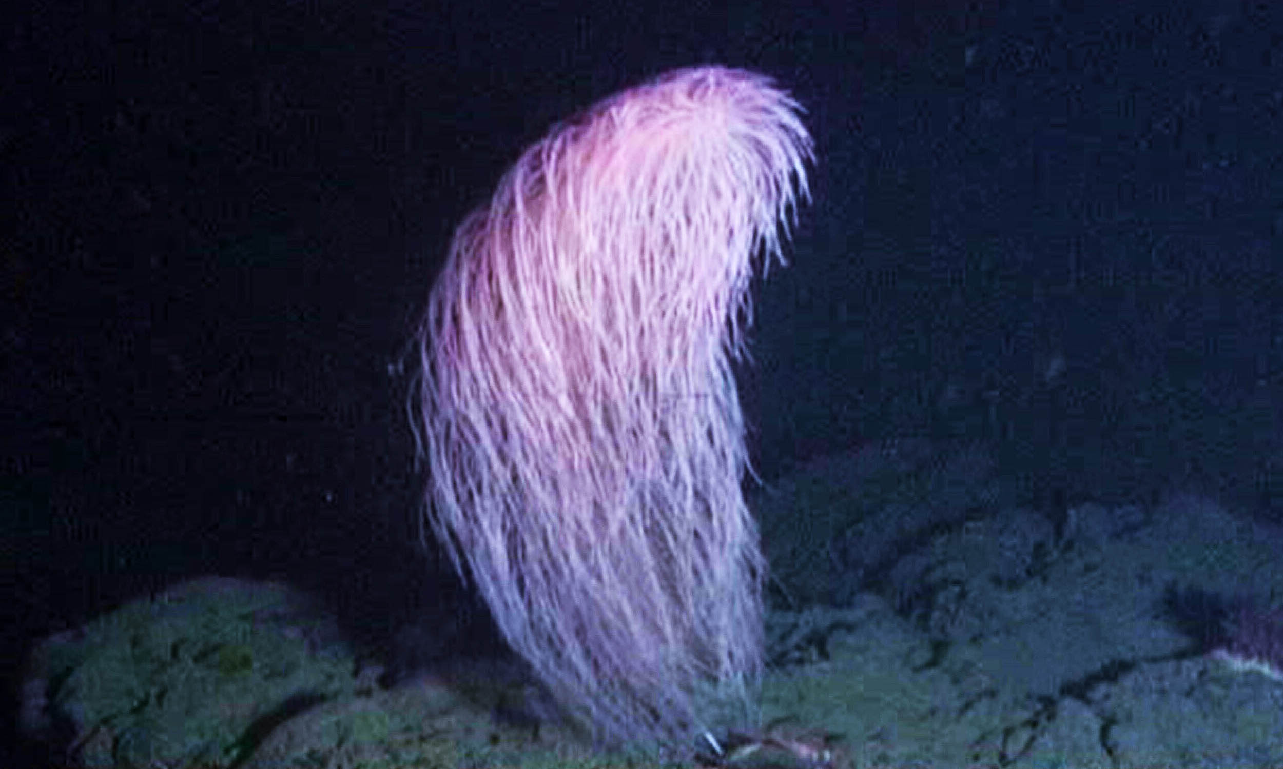 Amazing new sea creature found and named after "Chewbacca" - Earth.com
