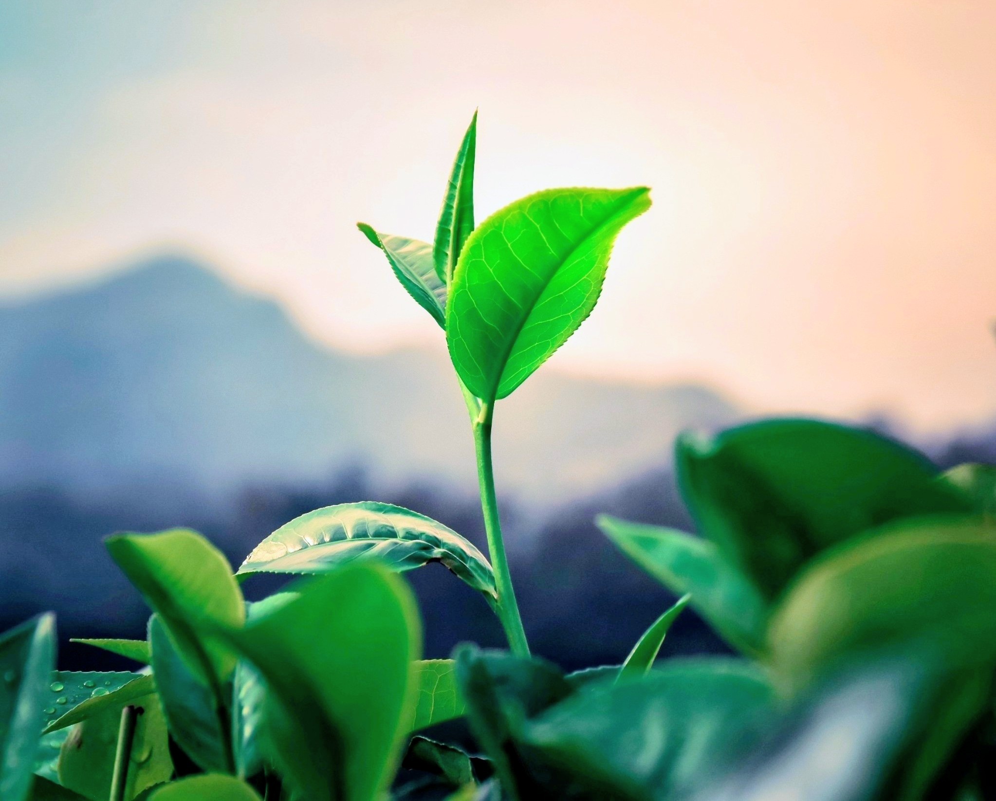Tea plants show promise for growing food on the Moon - Earth.com