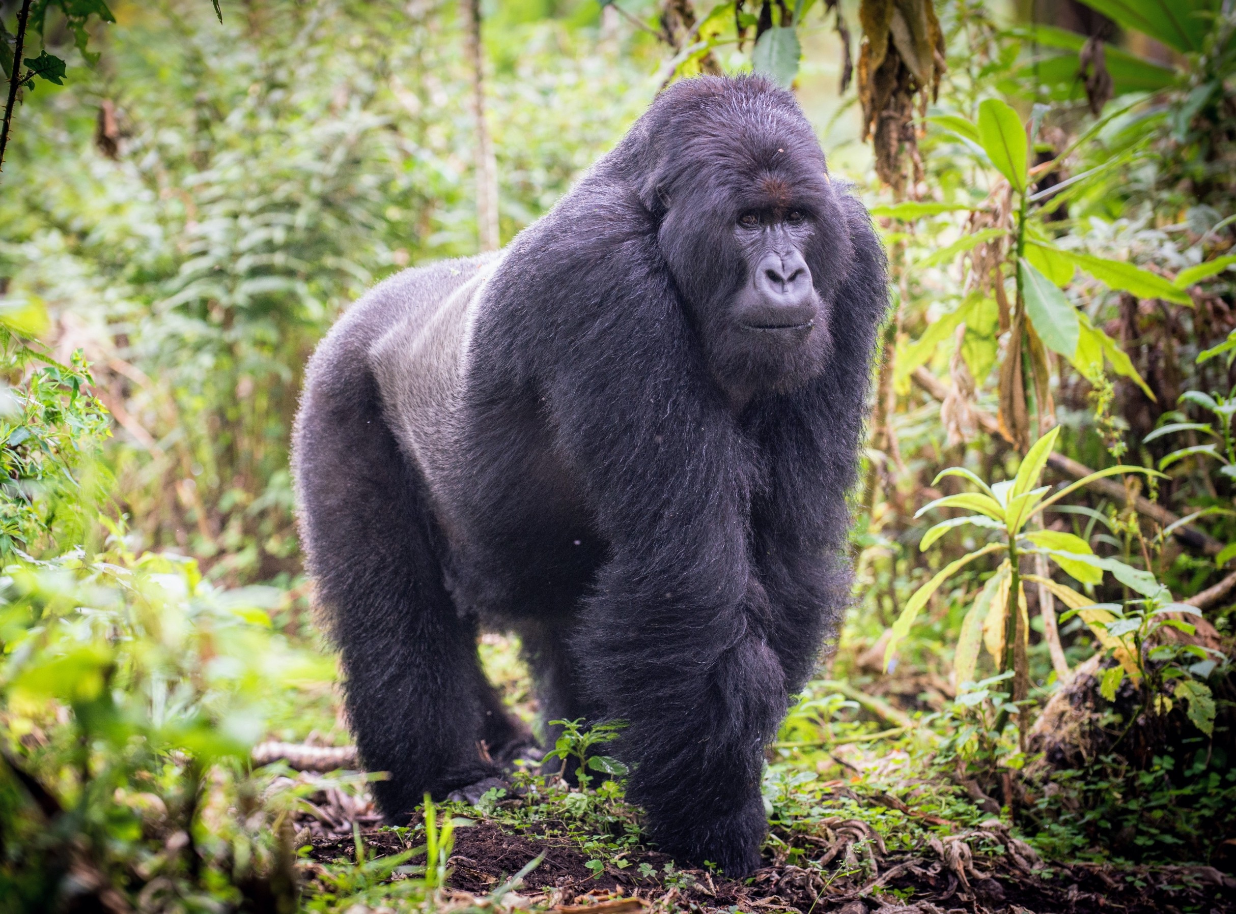 World Gorilla Day 2025: Shrinking habitats, rising threats - Earth.com