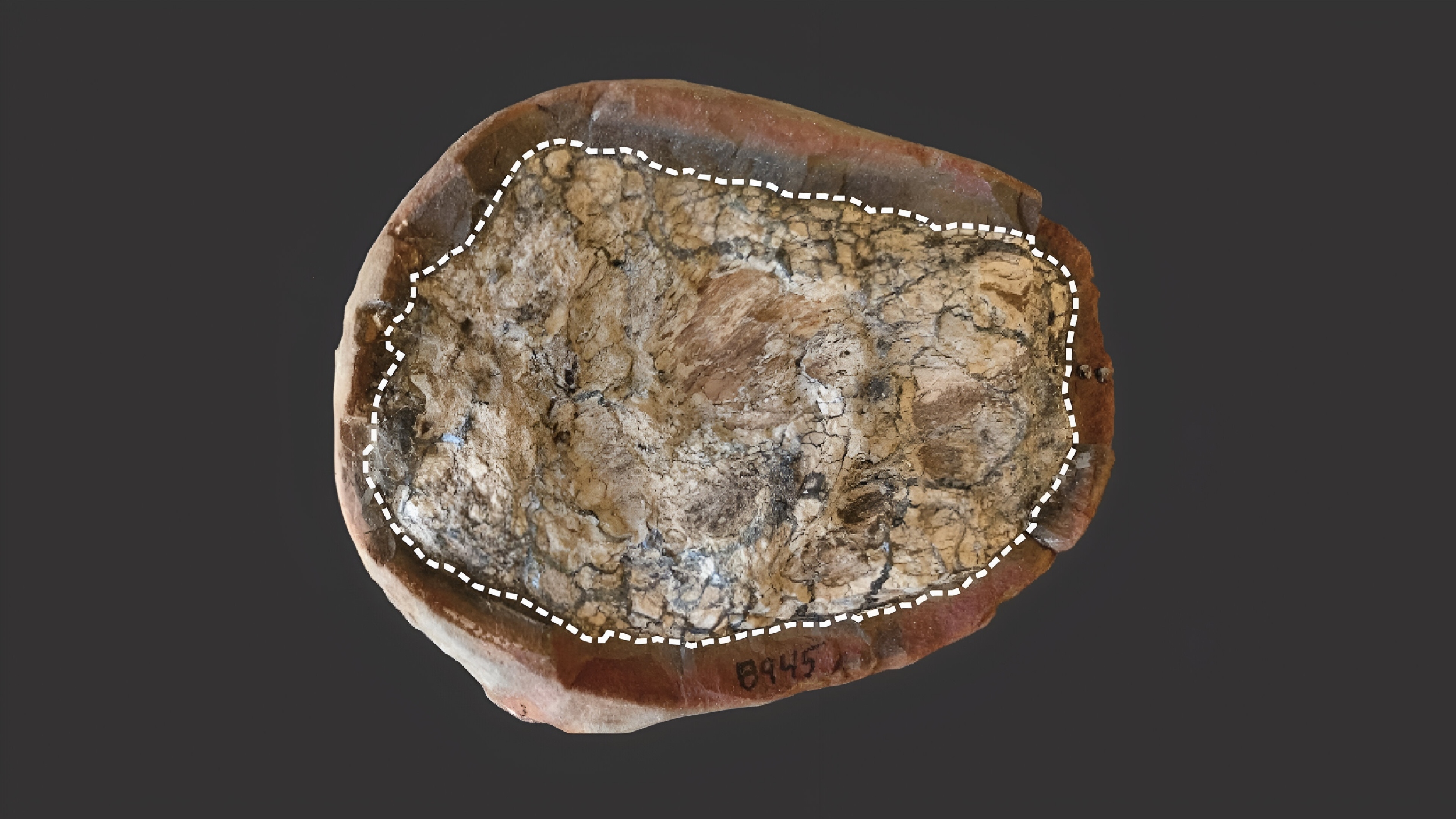 Poop fossils show how molecules survive for millions of years - Earth.com